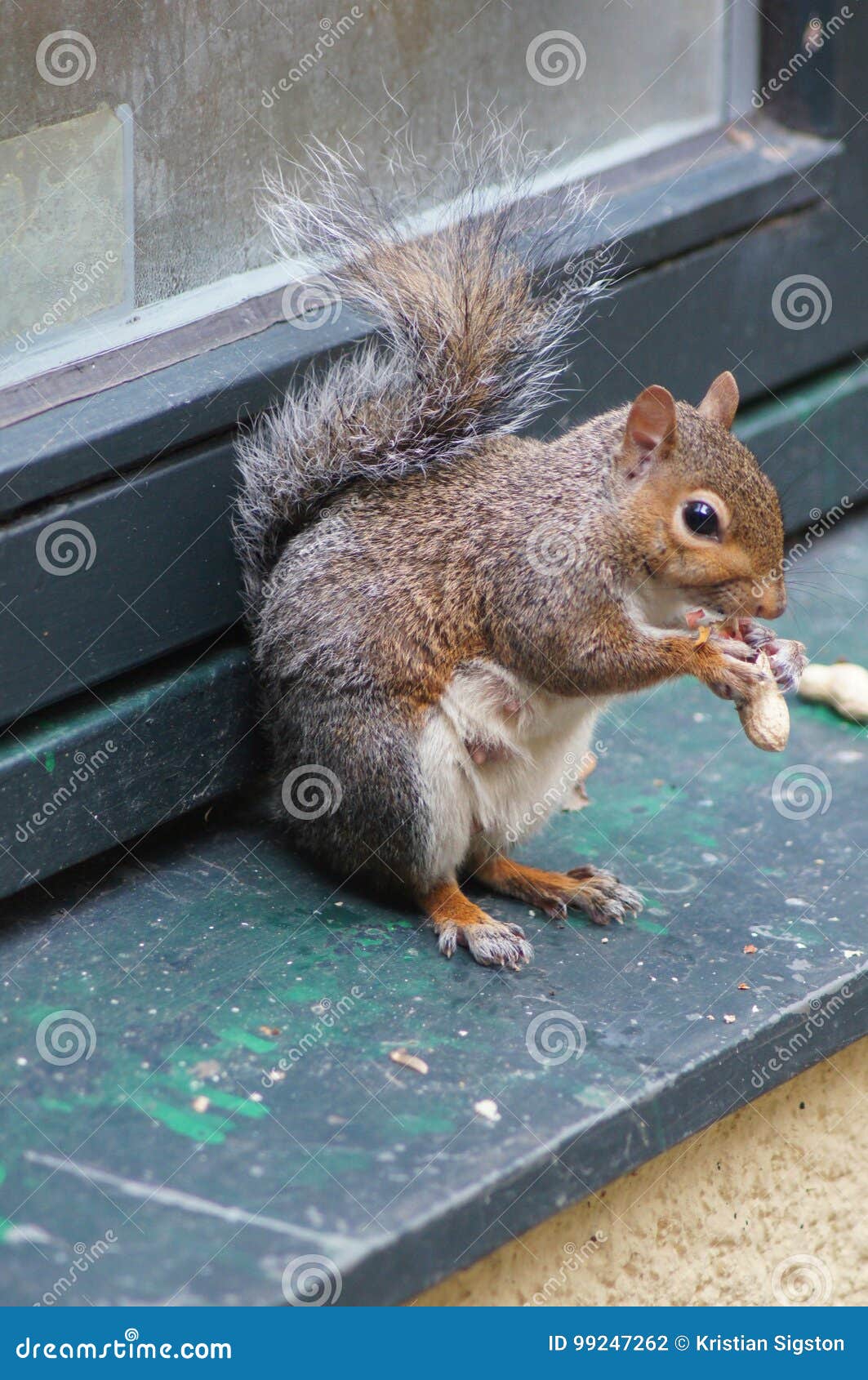 Nut eater stock photo. Image of eater, patio, doors, reading - 99247262