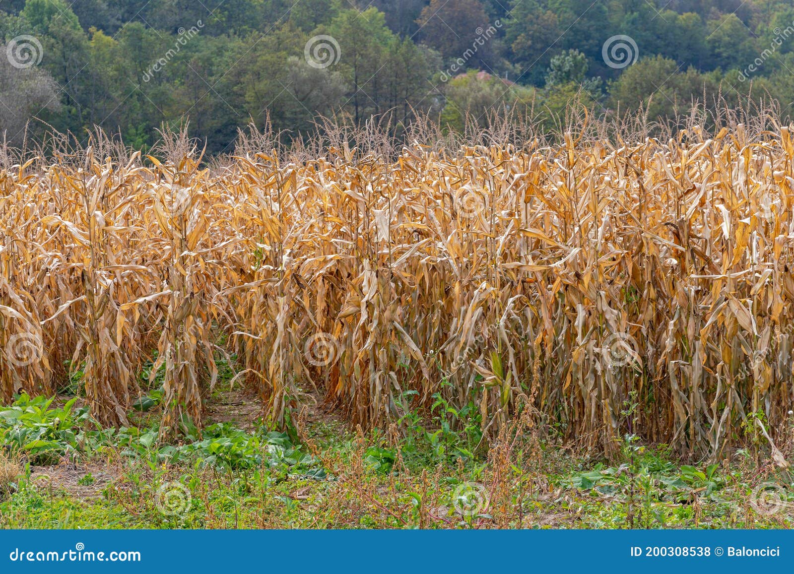 Ready Corn Field stock photo. Image of yellow, nature - 200308538