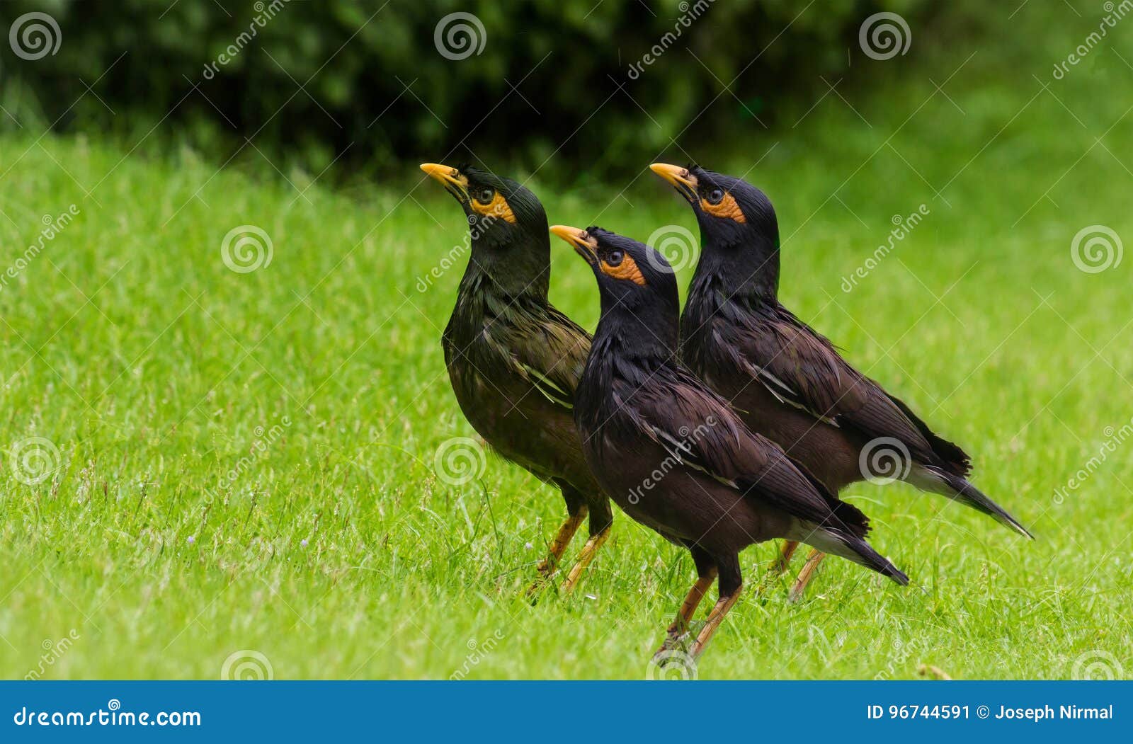 We are ready stock image. Image of field, three, beaks - 96744591