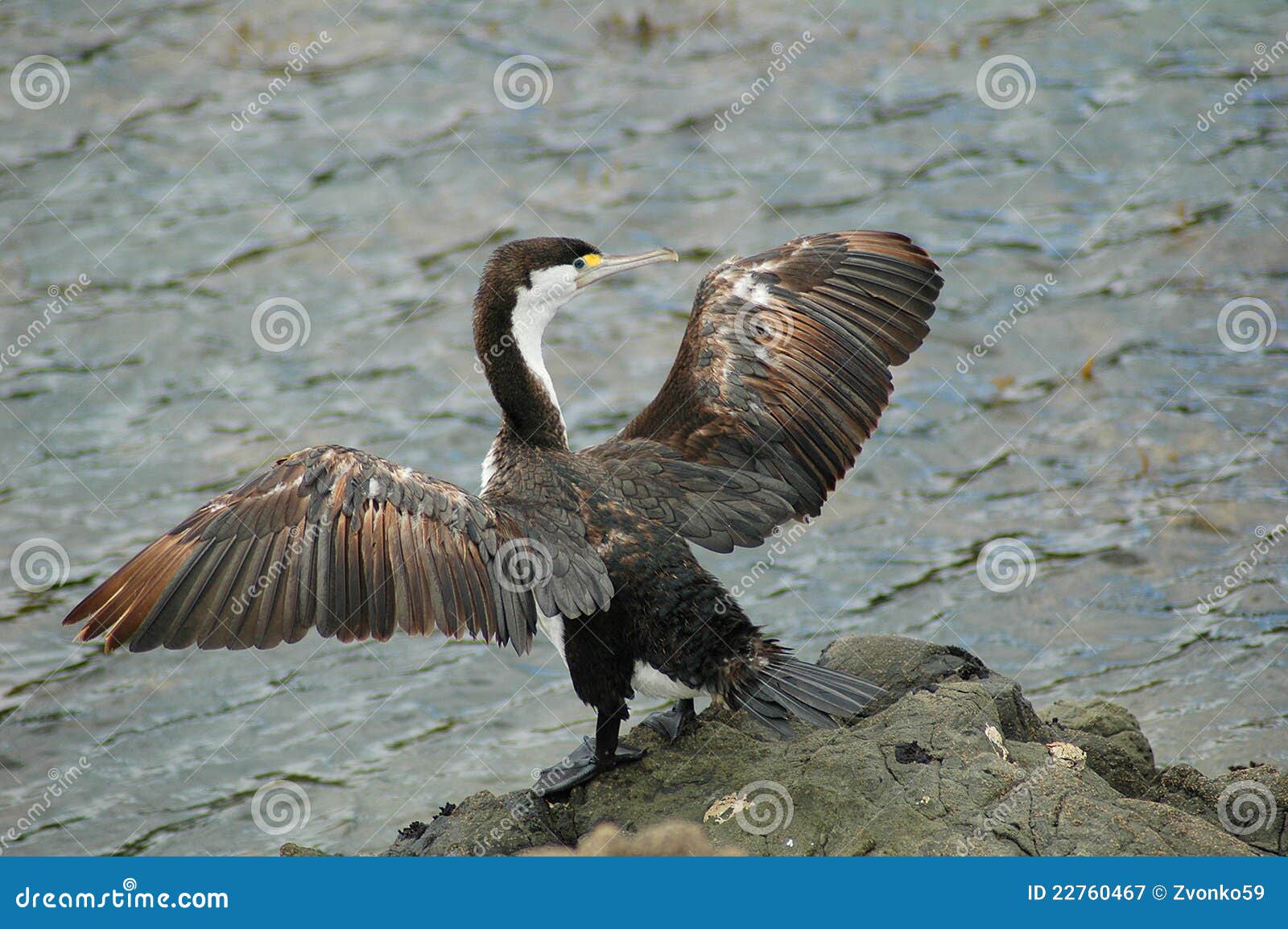 Ready for take off stock image. Image of extreme, coopers - 22760467