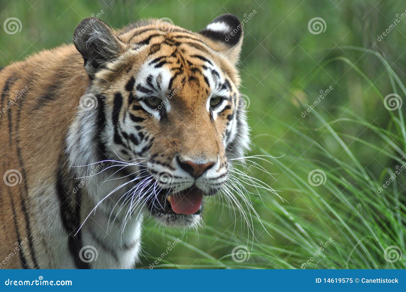 Ready to Attack stock image. Image of altaica, beautiful - 14619575