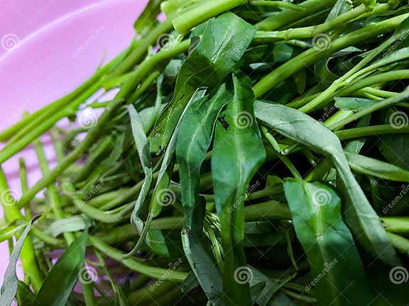 Ready To Cook Water Spinach Stock Photo - Image of green, leaf: 353262514