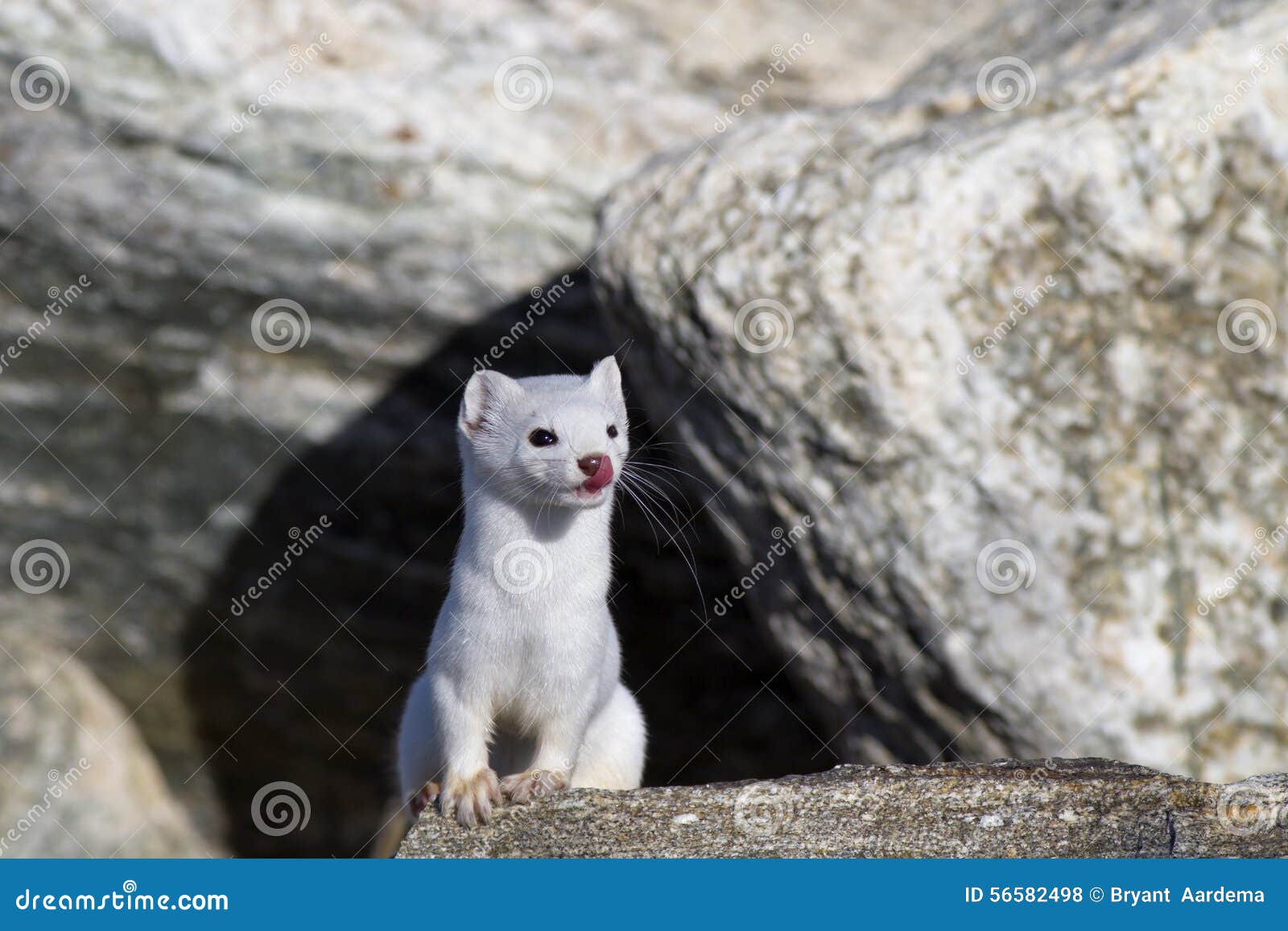 Ready To Eat stock photo. Image of animal, white, foodn - 56582498