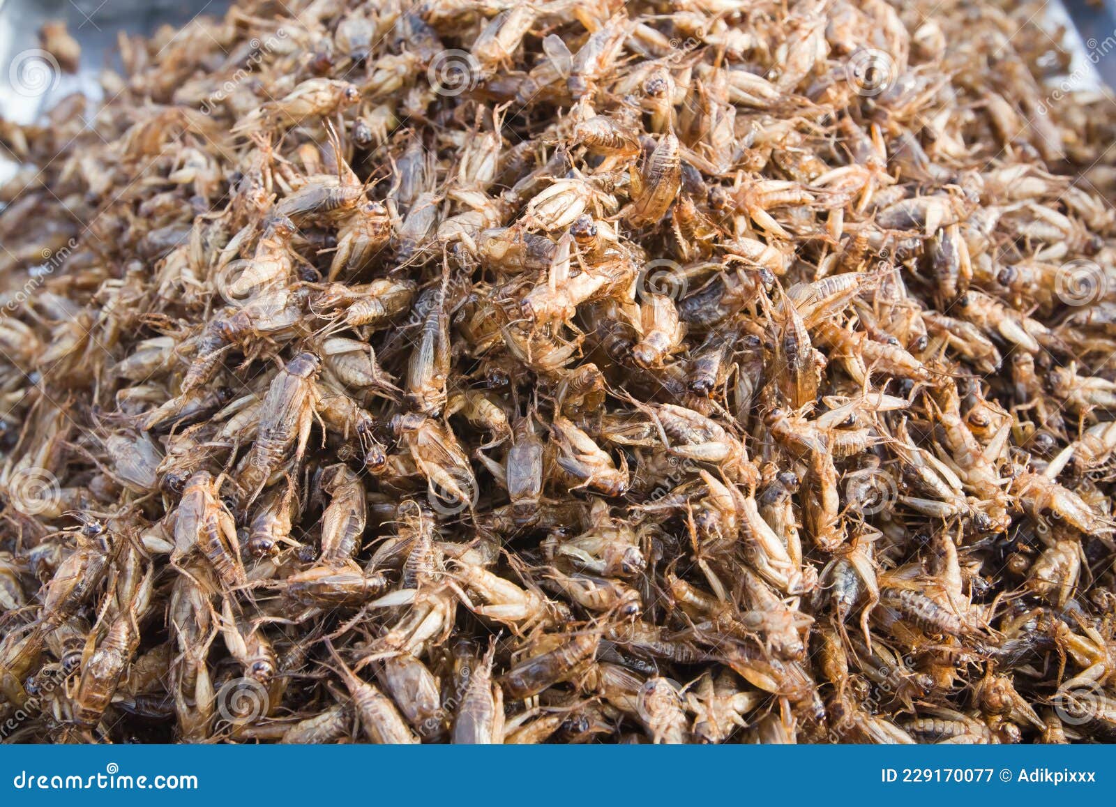 Snack fried crickets stock image. Image of golden, crunchy - 229170077