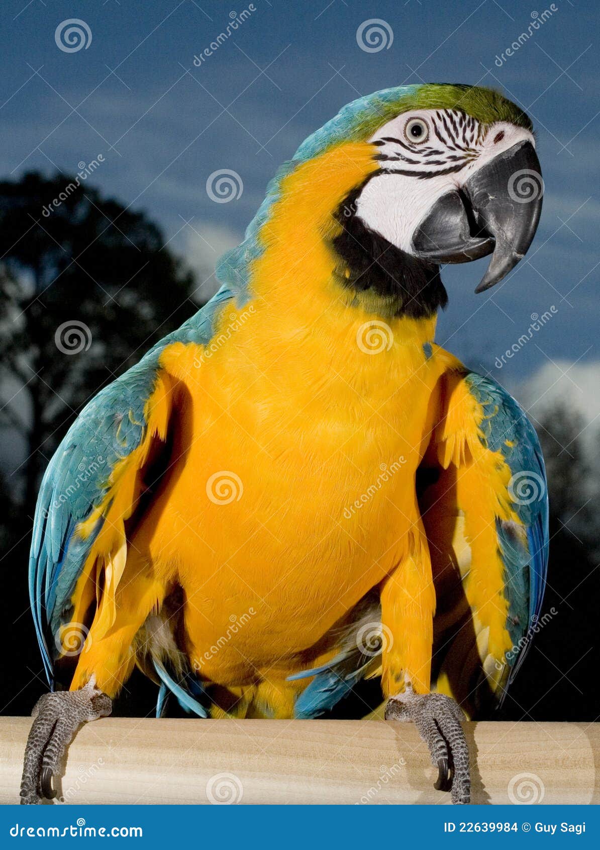 Ready to escape stock photo. Image of face, white, bird - 22639984