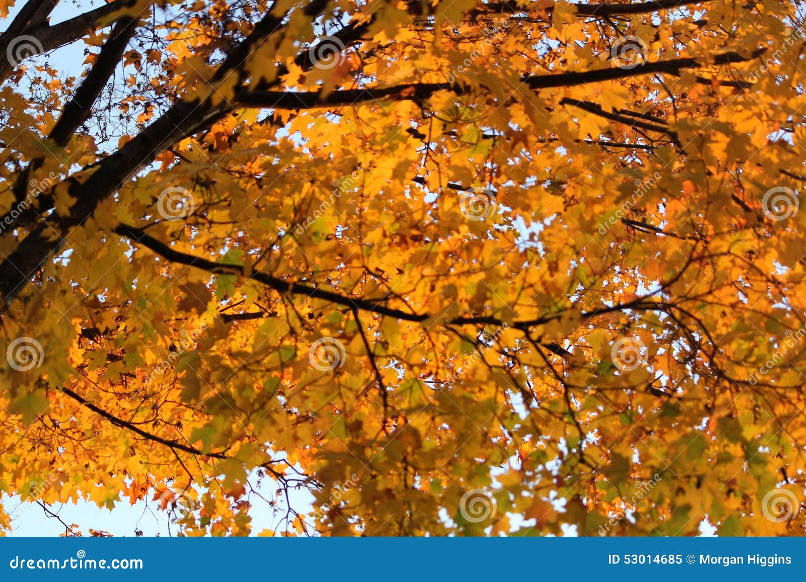 Ready to Fall stock image. Image of falling, tree, leaves - 53014685