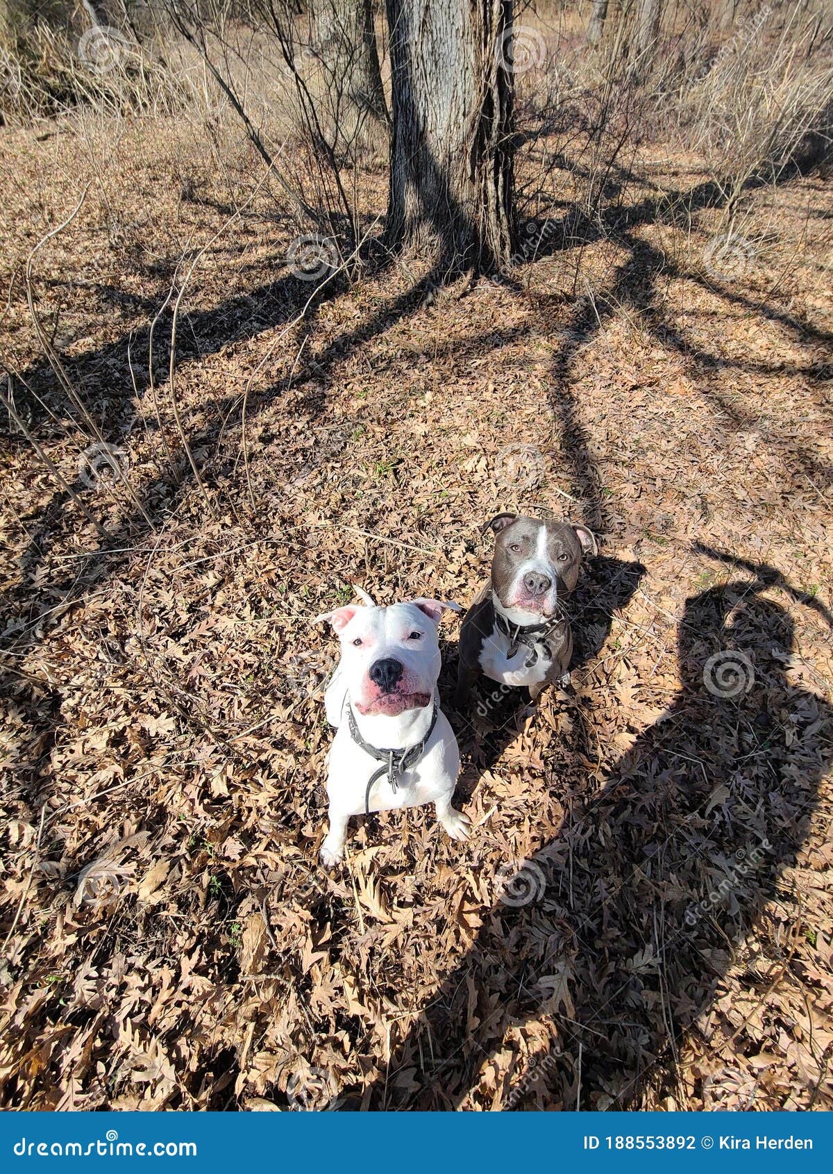 Bird Fetch Weed In Farm Crop Field Stock Image | CartoonDealer.com ...