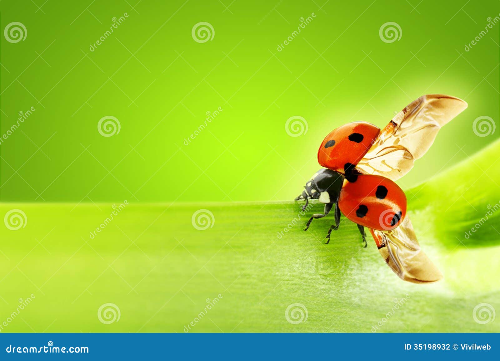 Ready to fly stock photo. Image of luck, harmony, background - 35198932