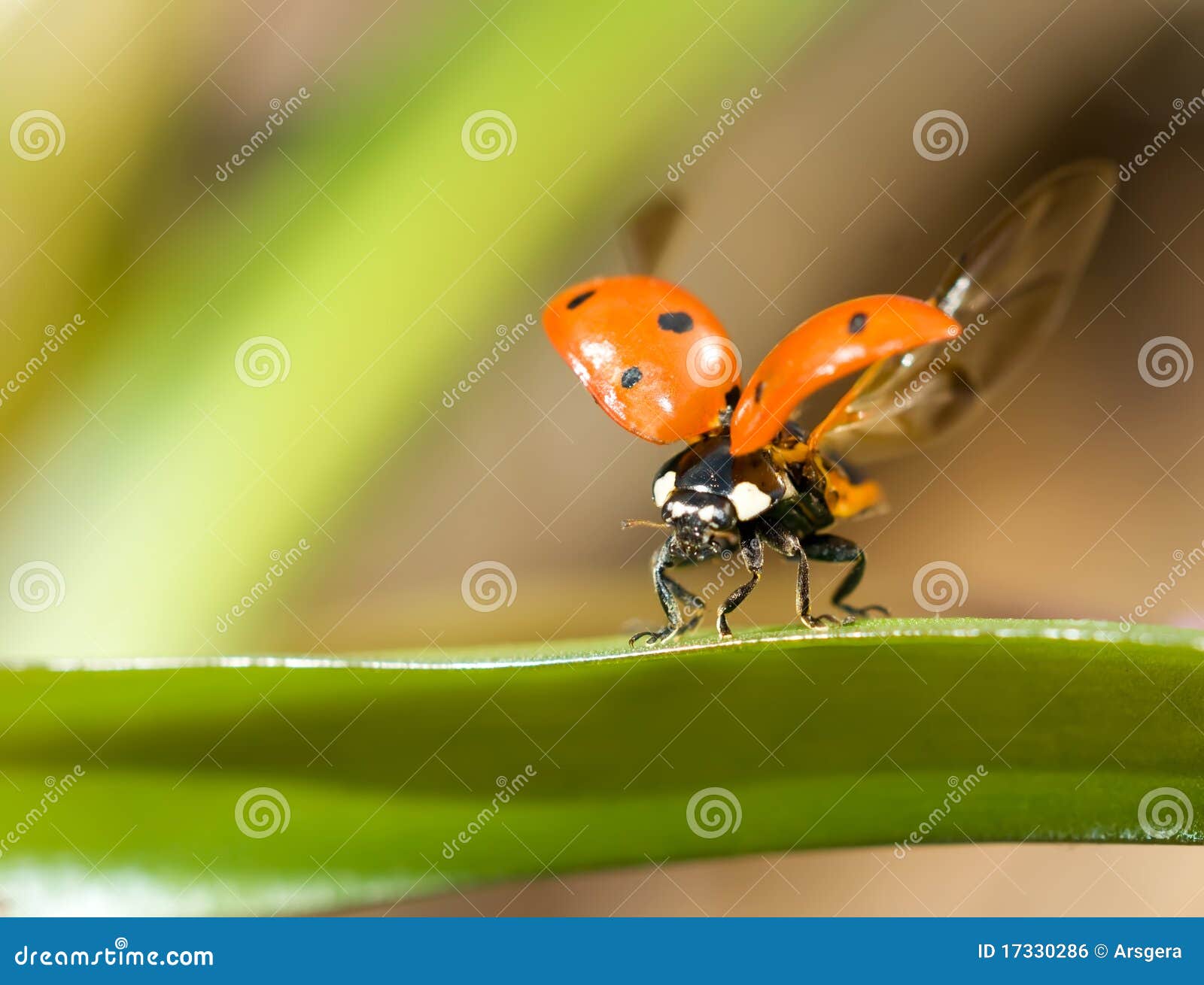Ready To Fly. Closeup of Ladybug Stock Photo - Image of insect ...