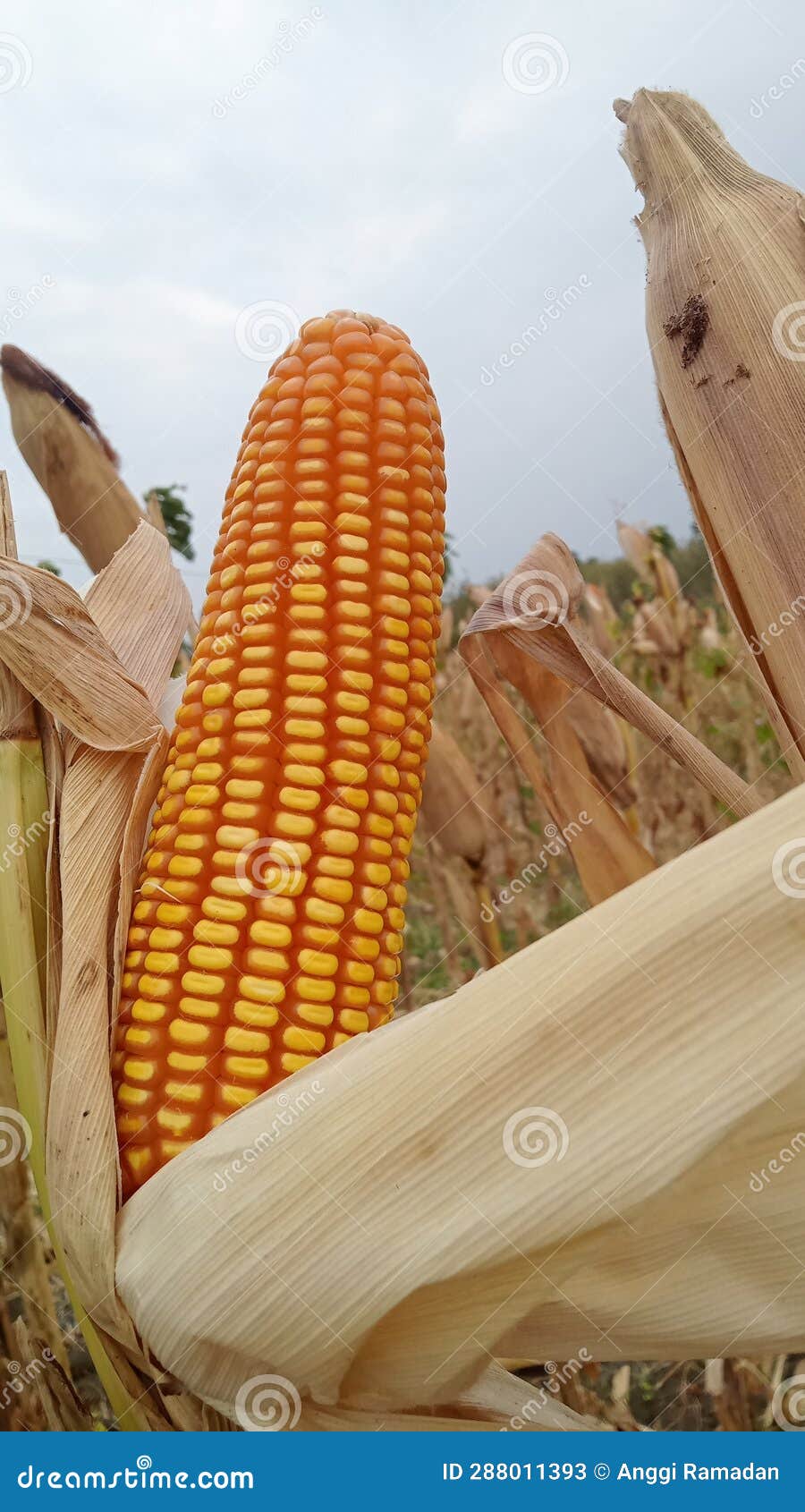 Ready-to-harvest Corn, Corn Plantations in Central Java, Indonesia ...