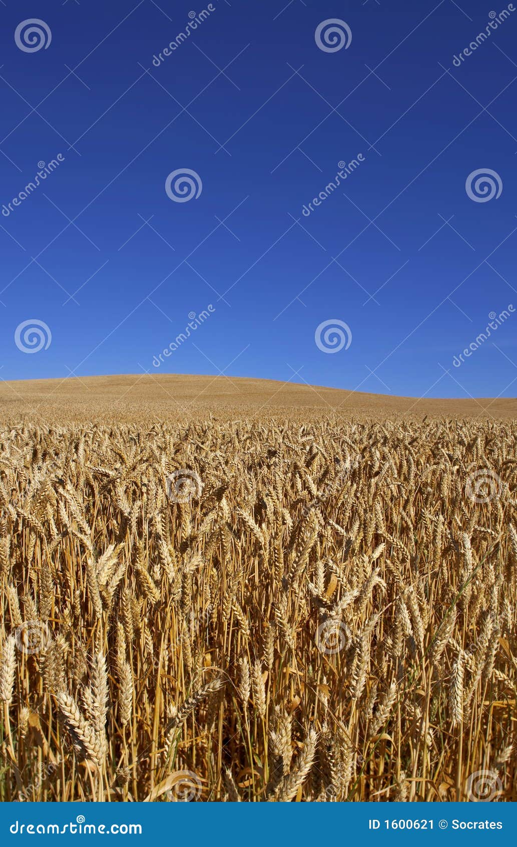 Ready To Harvest (very Sharp) Stock Image - Image of golden, country ...