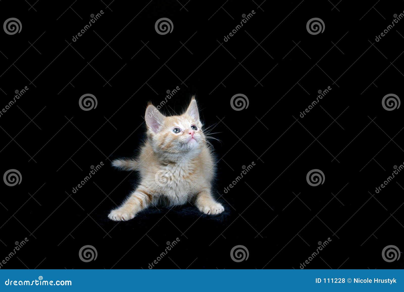 Ready to Pounce stock photo. Image of furry, cute, baby - 111228