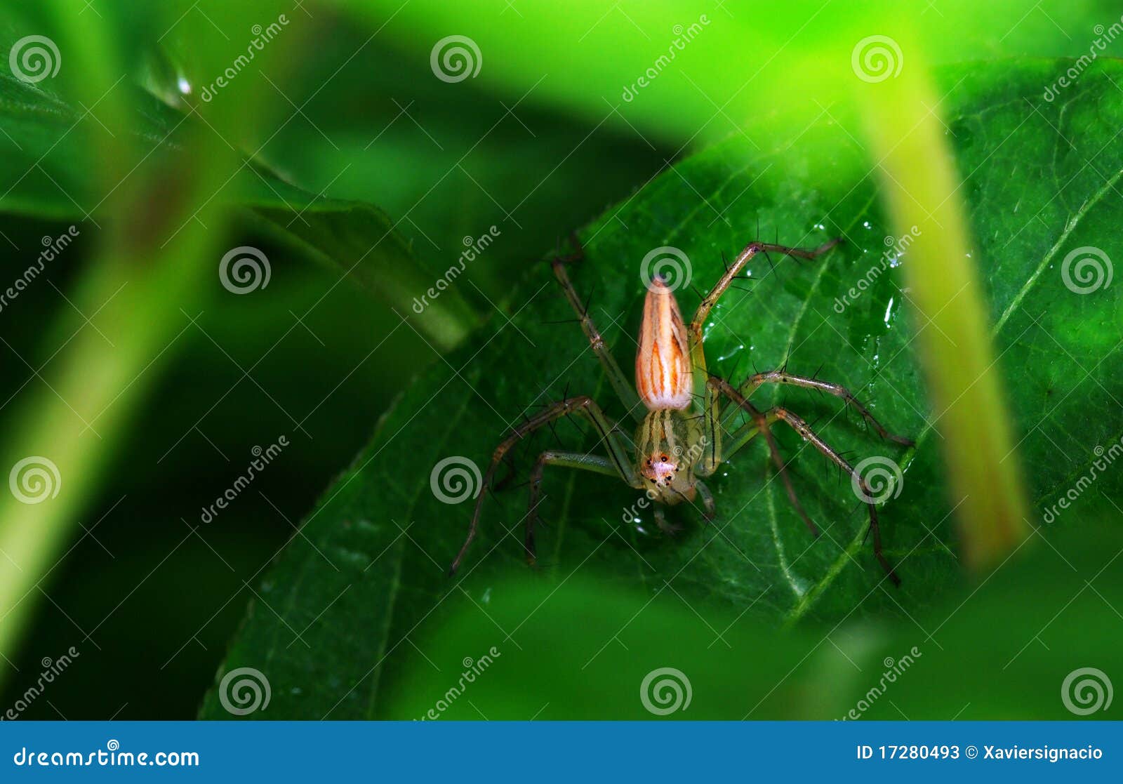 Ready to Pounce stock image. Image of explore, eight - 17280493