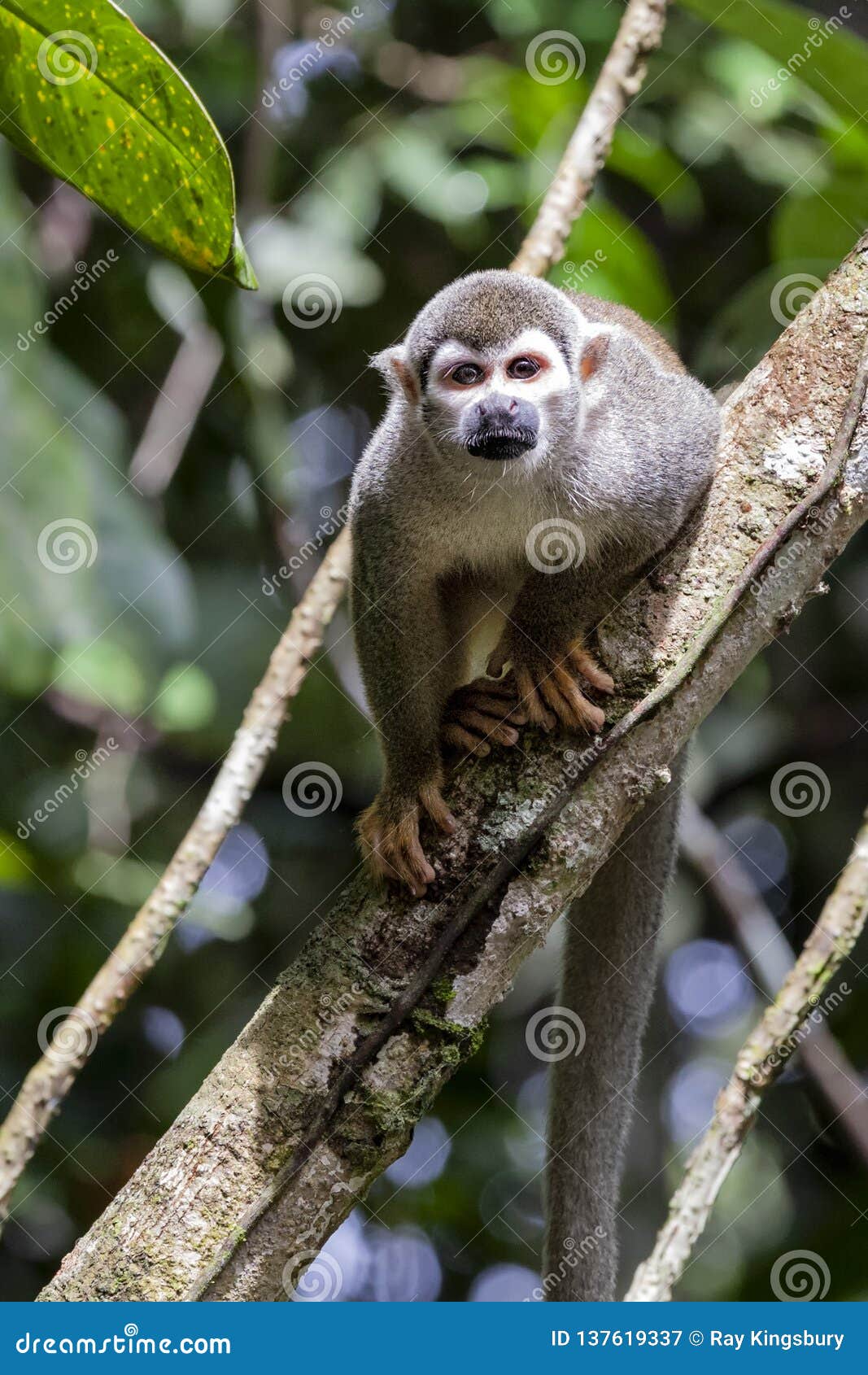 Ready To Pounce, Amazon Rainforest Stock Image - Image of nose, face ...