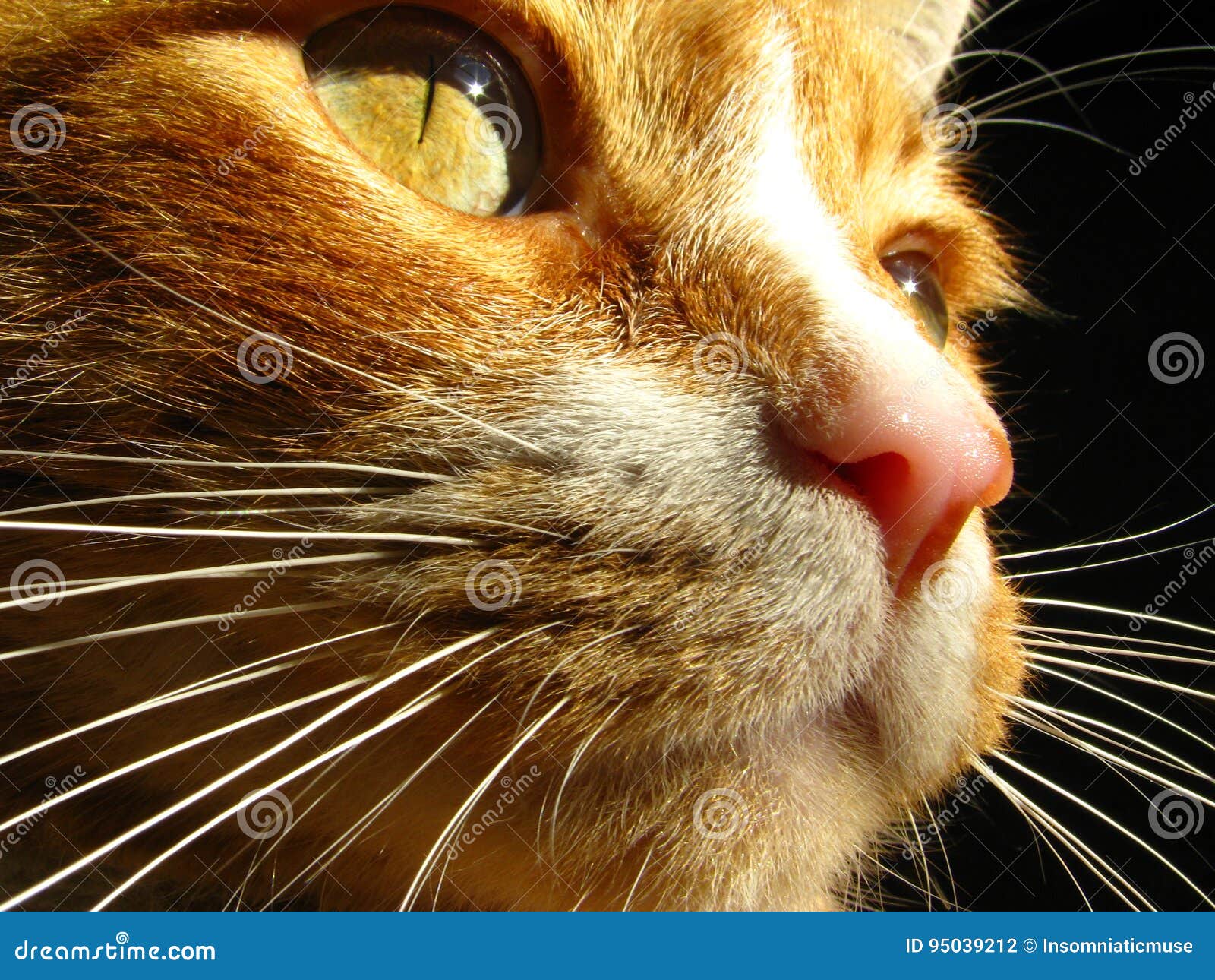 Ready to Pounce stock photo. Image of kitty, ready, pounce - 95039212