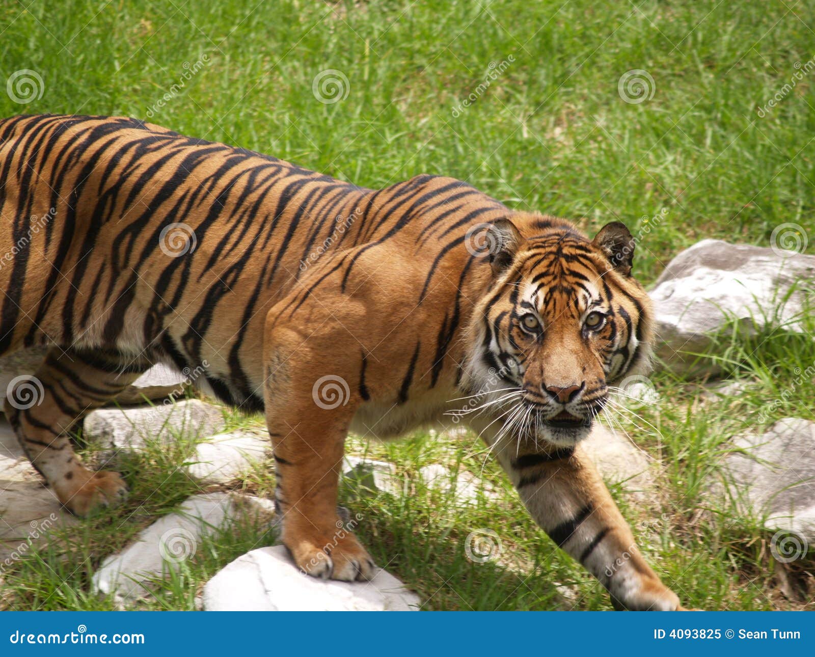 Ready To Pounce - Siberian Tiger Stock Image - Image of siberian ...