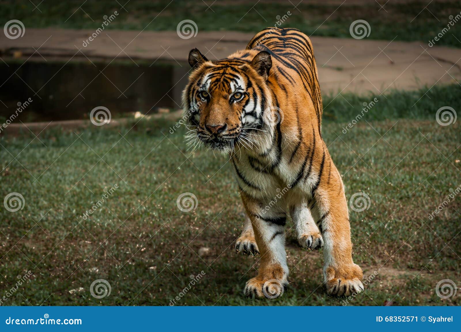 Ready to strike stock image. Image of colorful, natural - 68352571