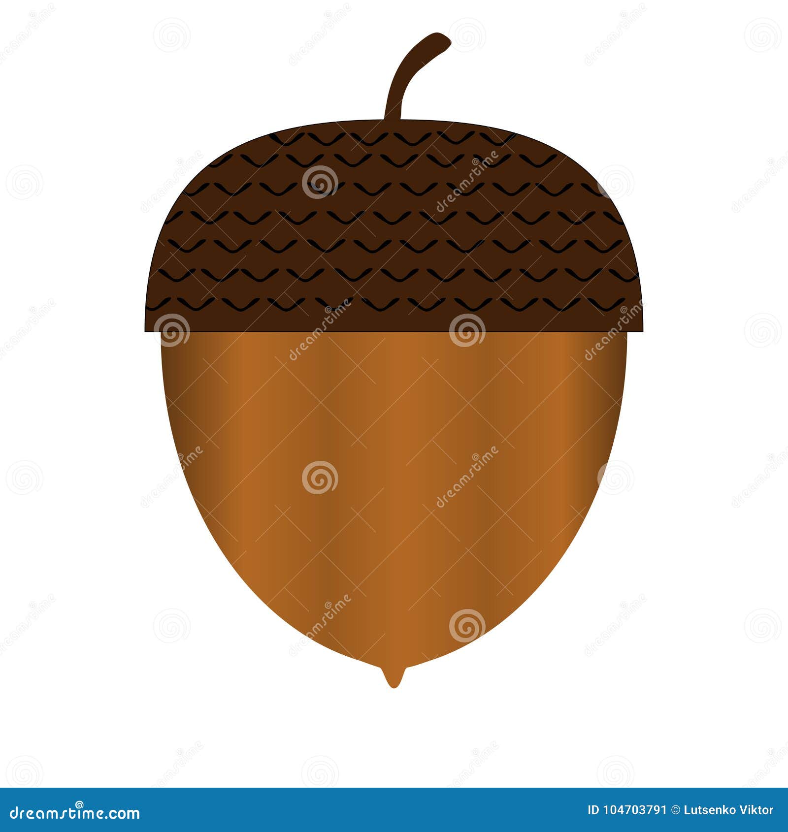 Real acorn stock illustration. Illustration of acorn - 104703791