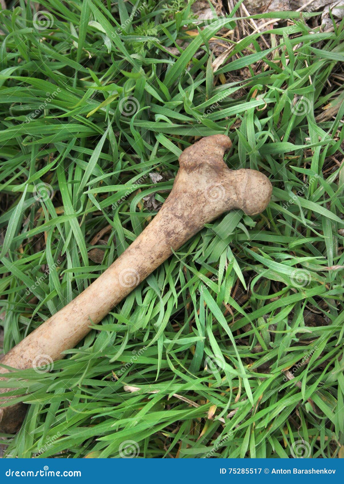 Real Ancient Bone in the Grass Stock Image - Image of background ...