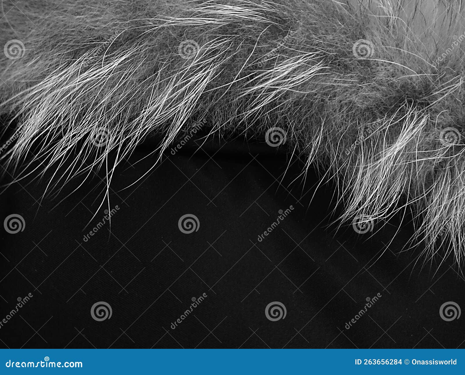 Real Animal Fur Closeup. Mode Stock Photo - Image of animal, closeup ...