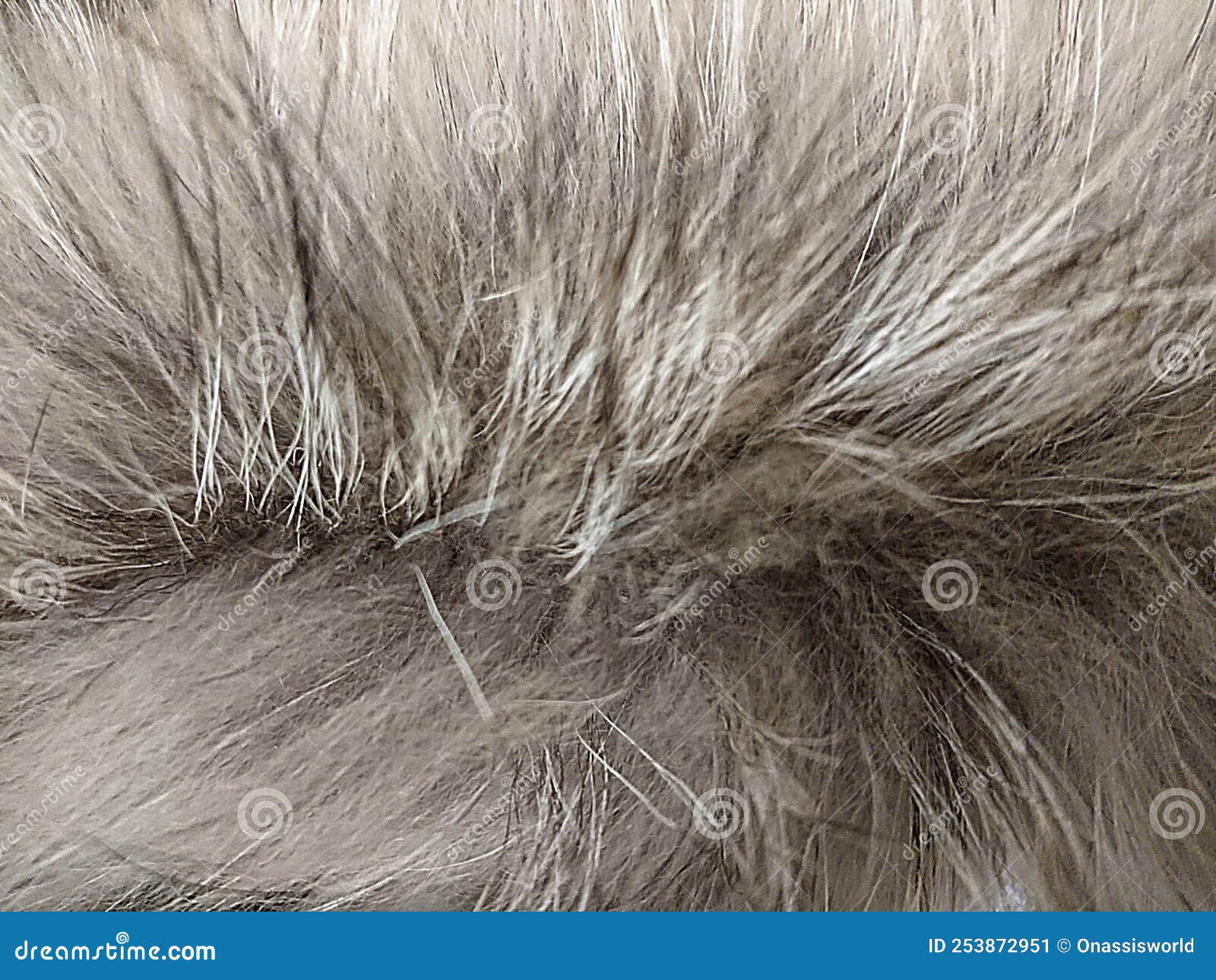 Real Animals Fur Closeup stock image. Image of animals - 253872951