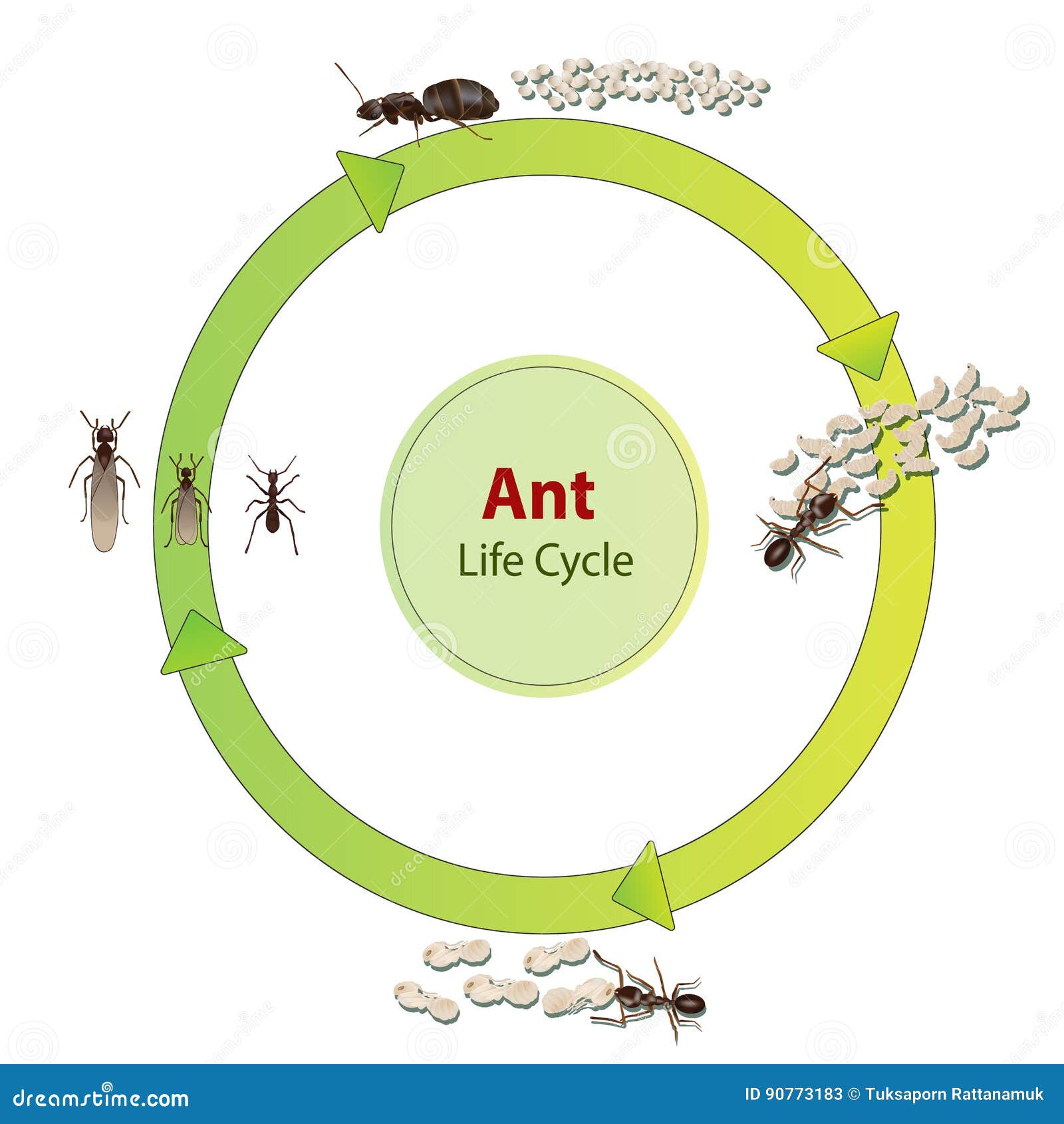 Real Ant Insect Illustration Stock Vector - Illustration of antenna ...
