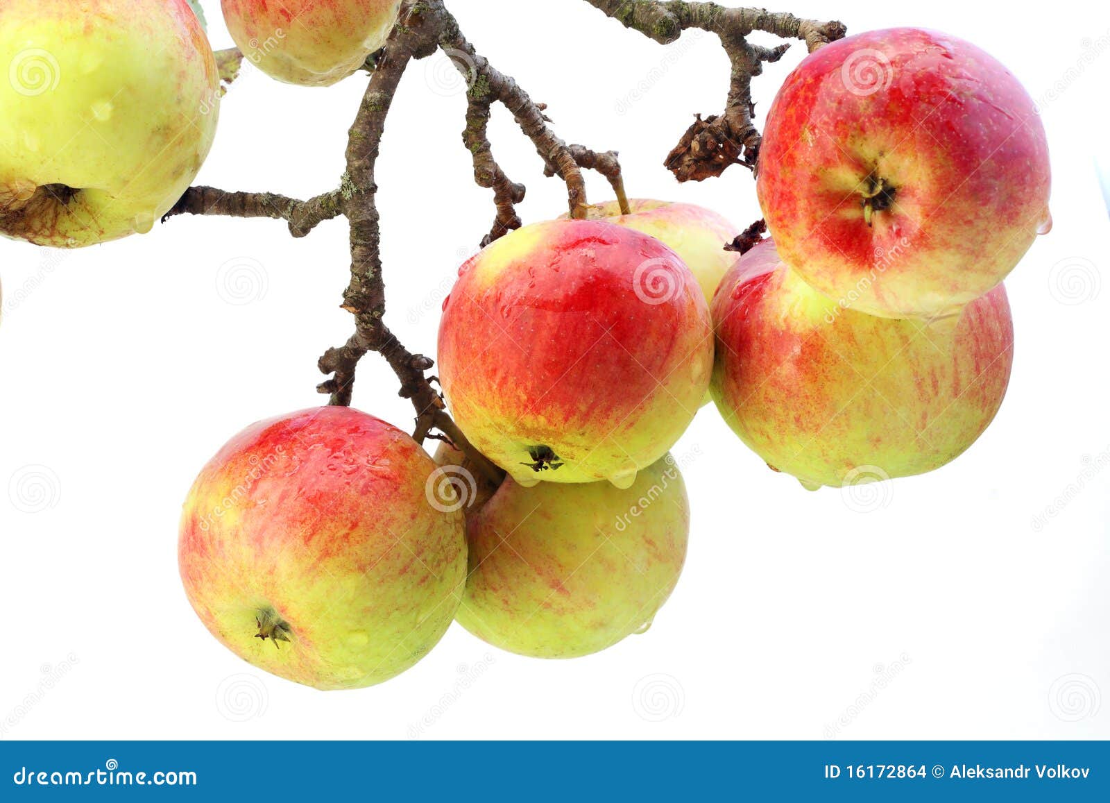Real Apples on a Branch Isolated Stock Photo - Image of apples, season ...