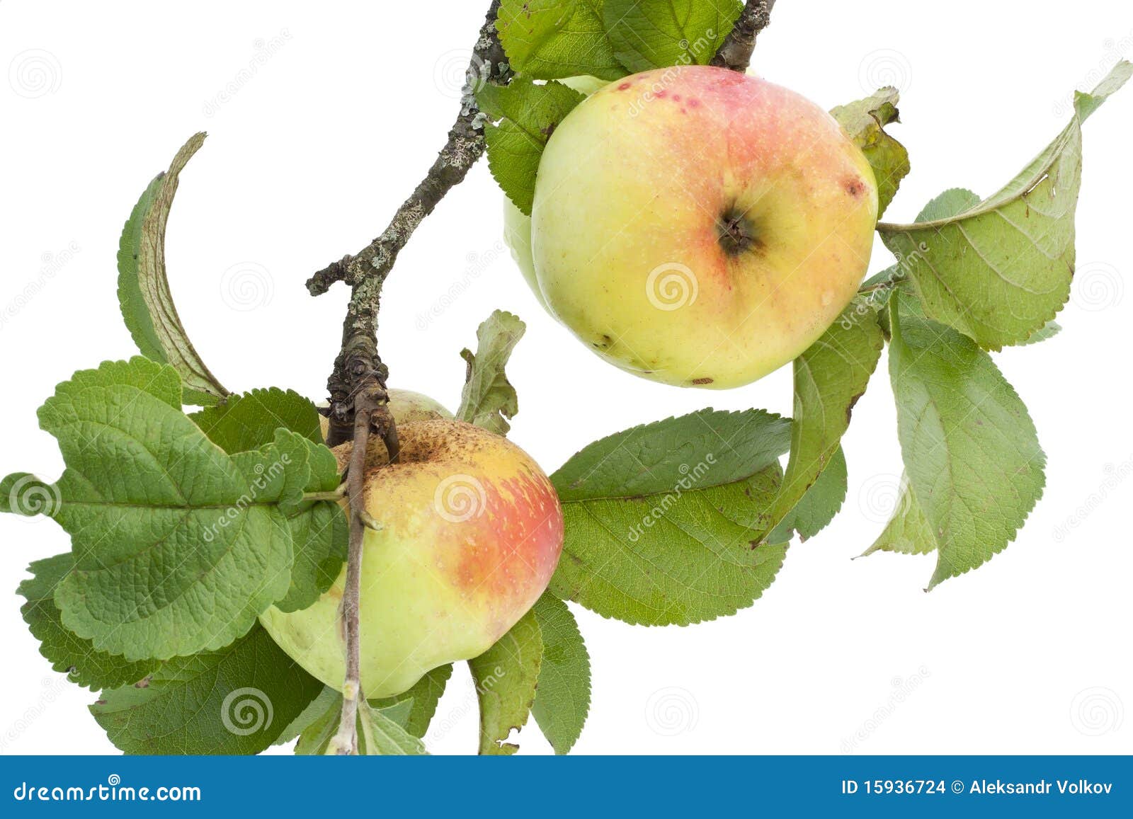 Real Apples on a Branch with Leaves Stock Photo - Image of nature ...
