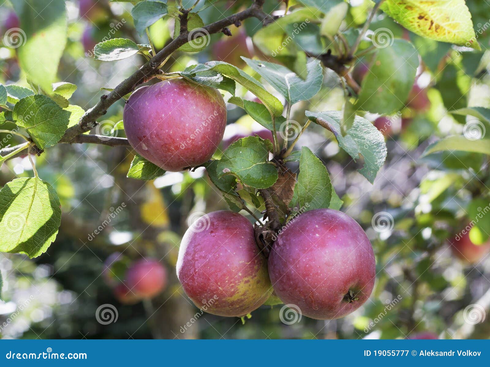 Real Apples on a Branch with Leaves Stock Image - Image of plant ...