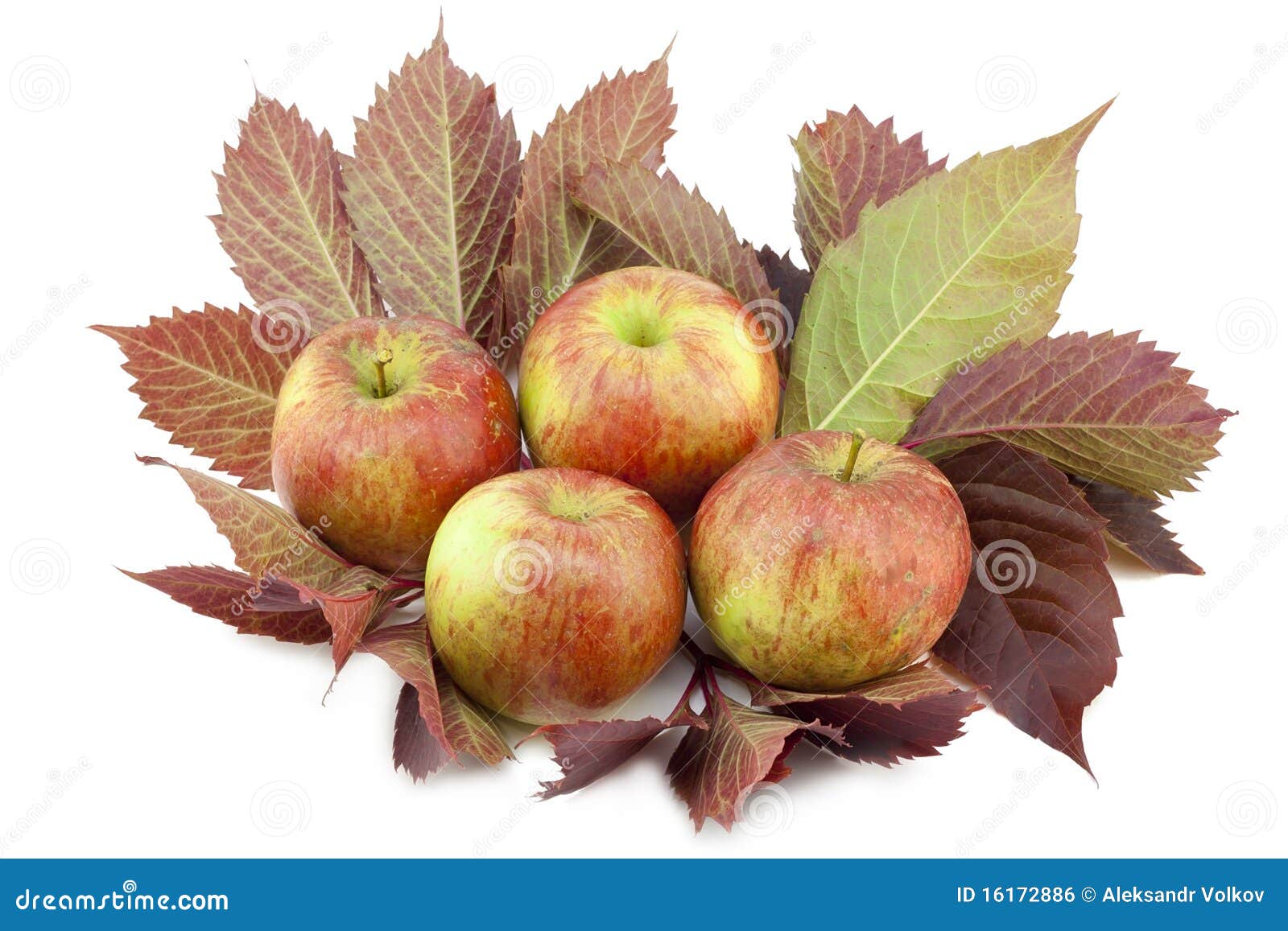 Real apples on leaves stock photo. Image of autumn, season - 16172886