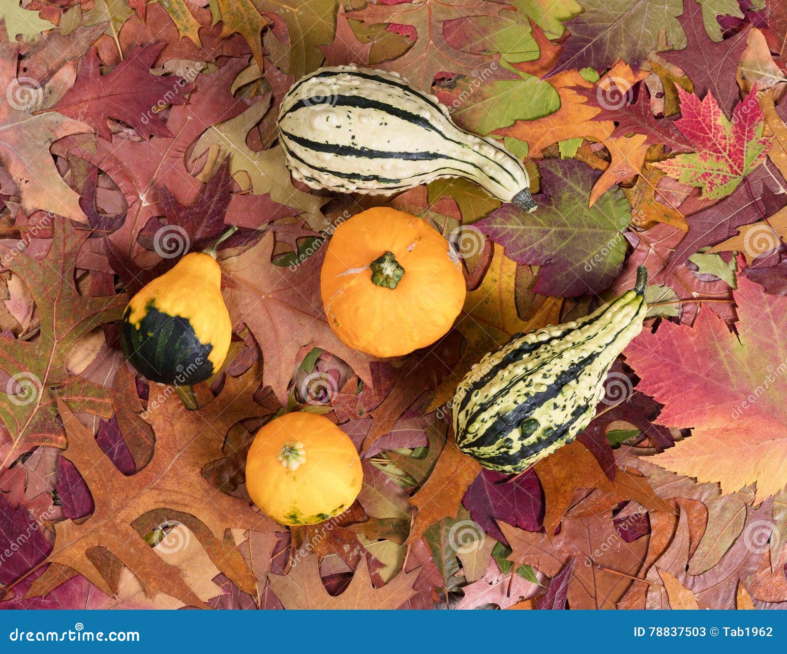 Real Autumn Gourd Decorations And Leaves On Rustic Wooden Boards Stock ...