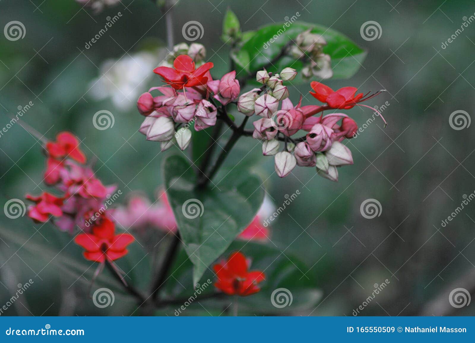 Real Background, White, Red, and Orange Stock Image - Image of orange ...