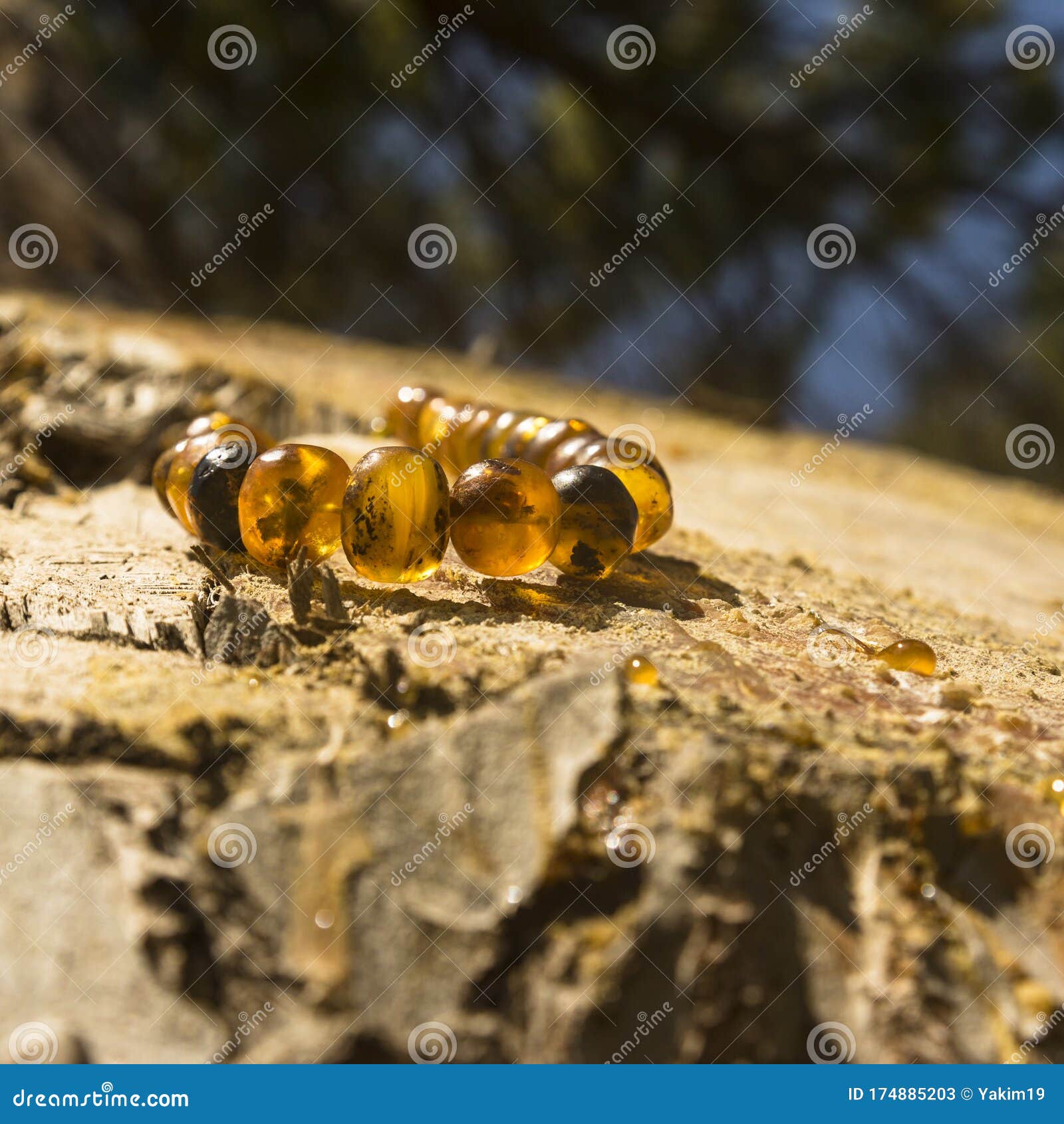 Real Baltic Amber in Nature Stock Image - Image of brown, gray: 174885203
