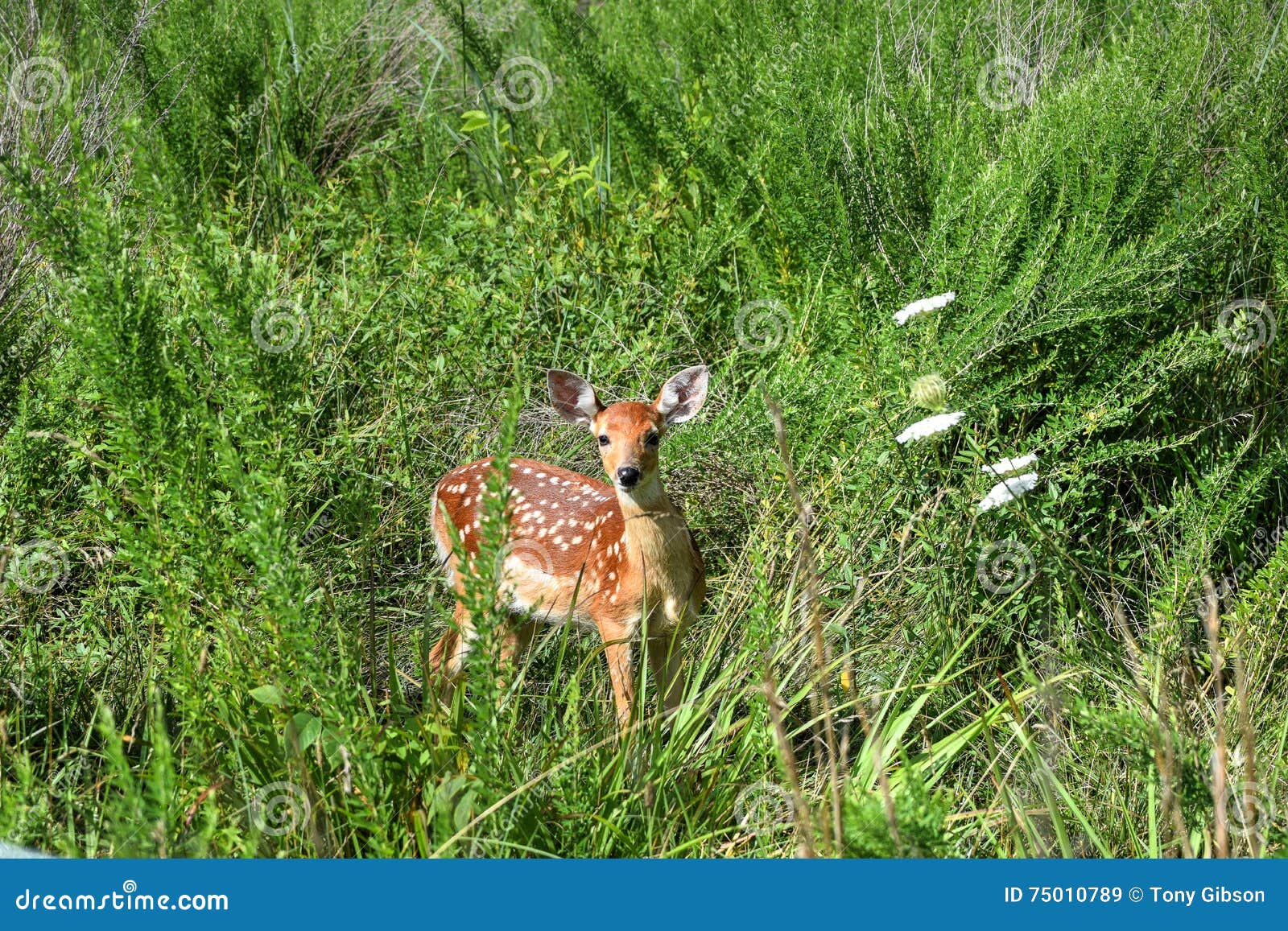 Baby fawn buck stock image. Image of bambi, grass, deer - 75010789
