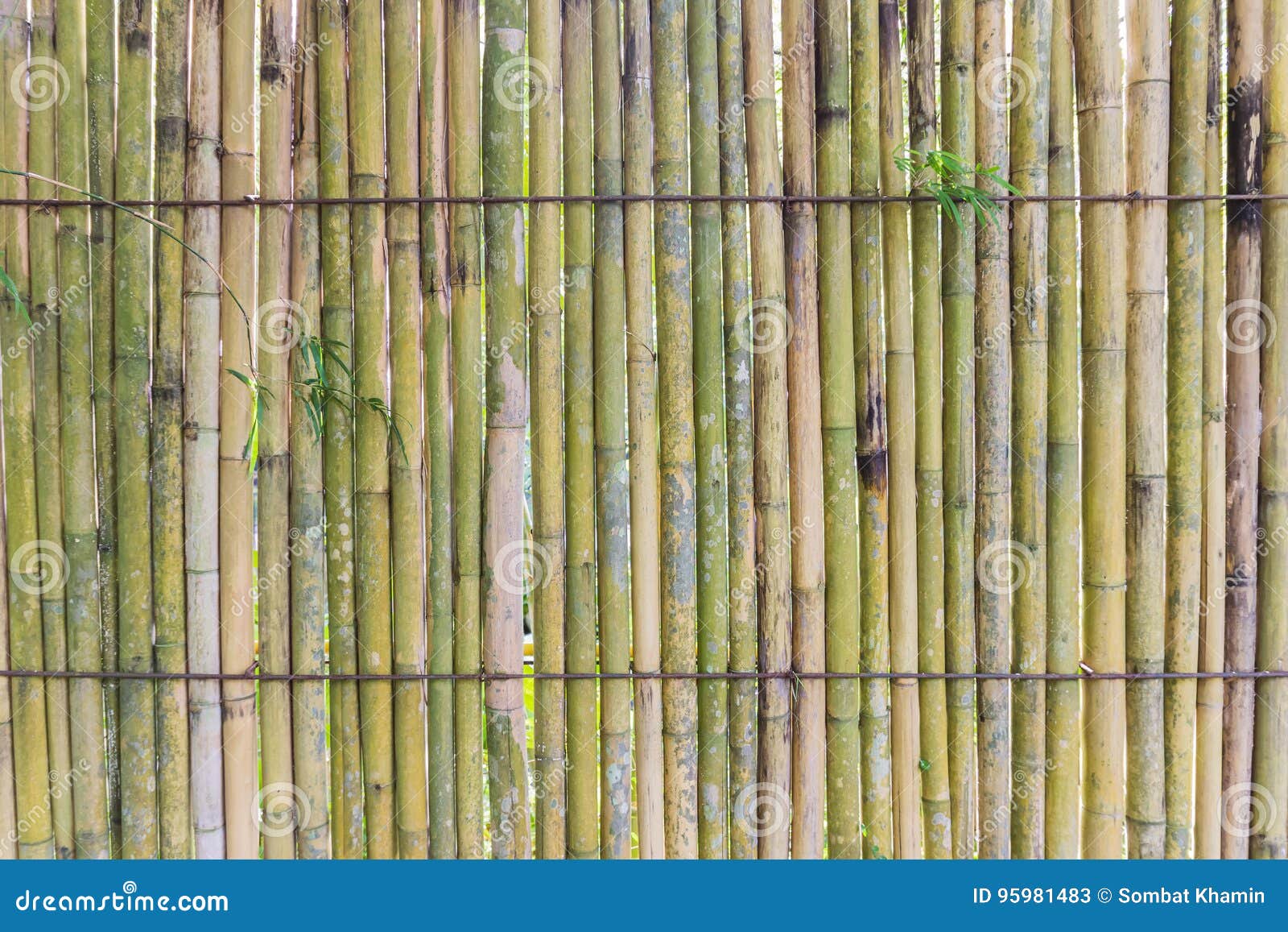 Real Bamboo Wall Texture Background Stock Image - Image of board, grain ...