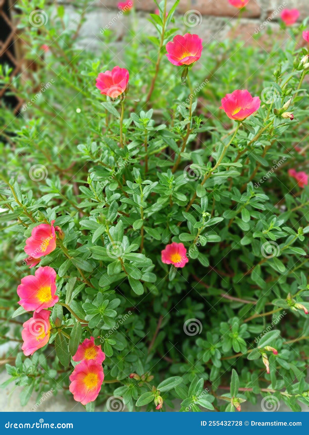 Small pink flower stock photo. Image of tree, real, lilac - 255432728