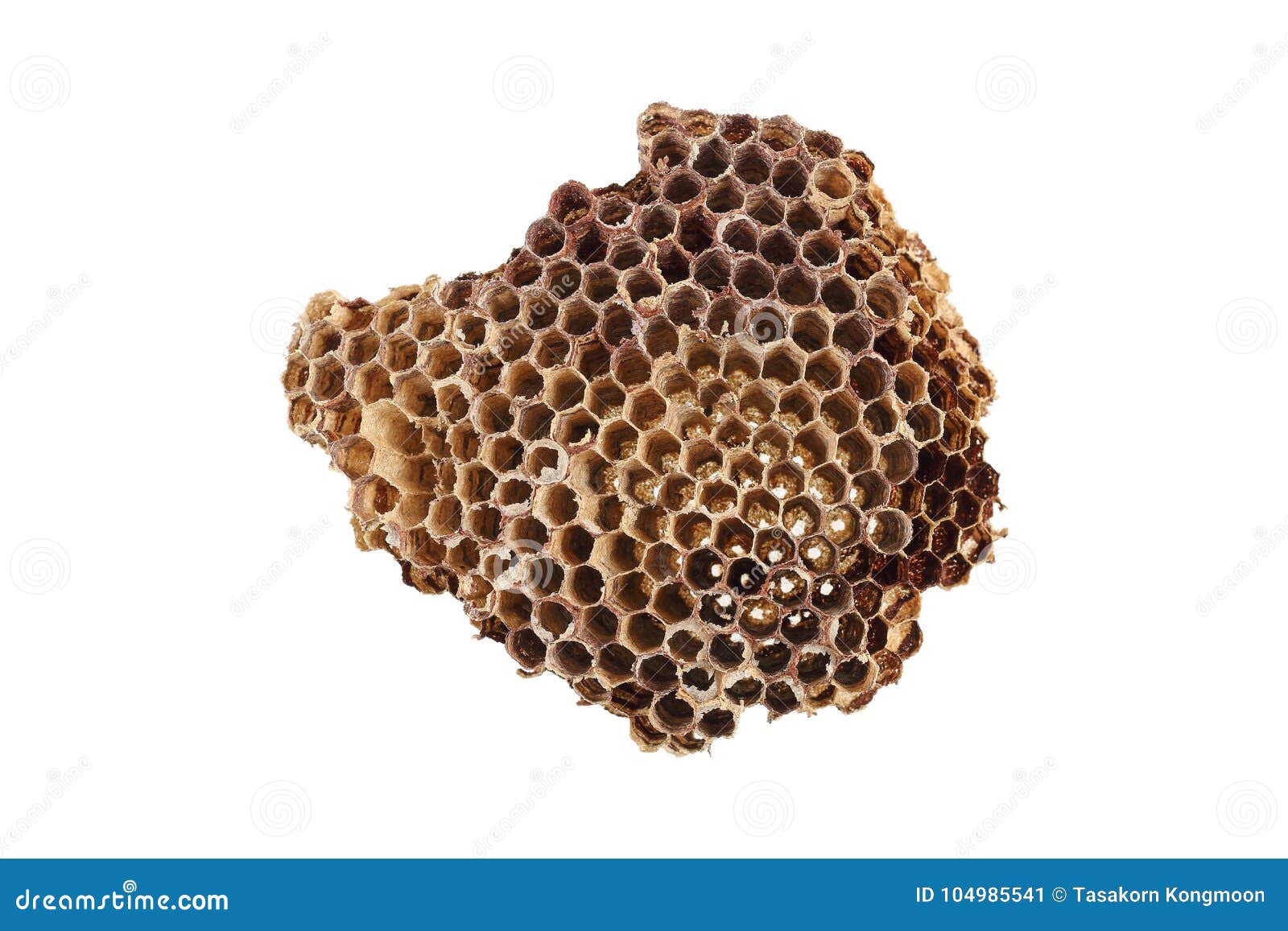 Real Beehive Isolated on White Stock Image - Image of closeup, nature ...
