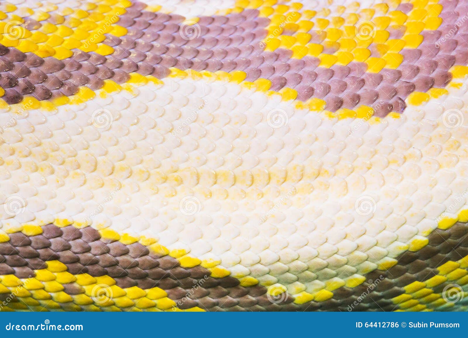 Real boa snake skin stock photo. Image of close, closeup - 64412786