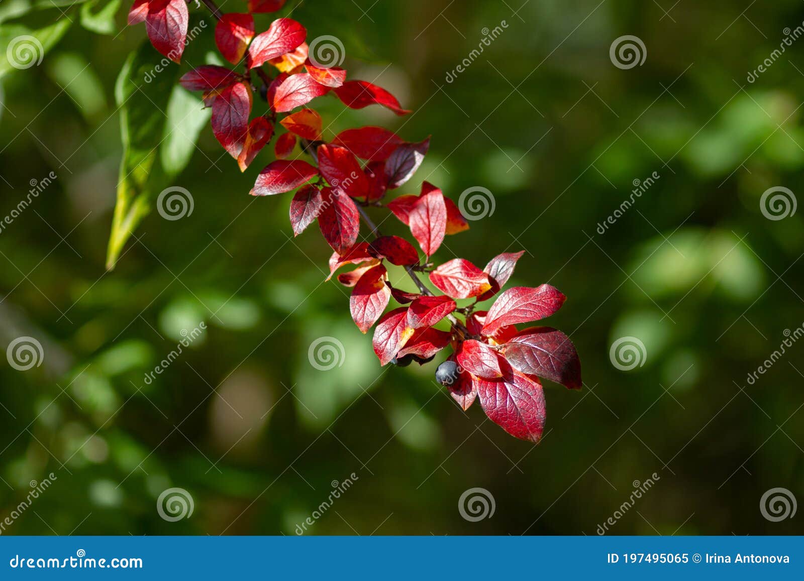 Real Botanical Backround: Cotoneaster Lucidus with Berries Iluminated ...