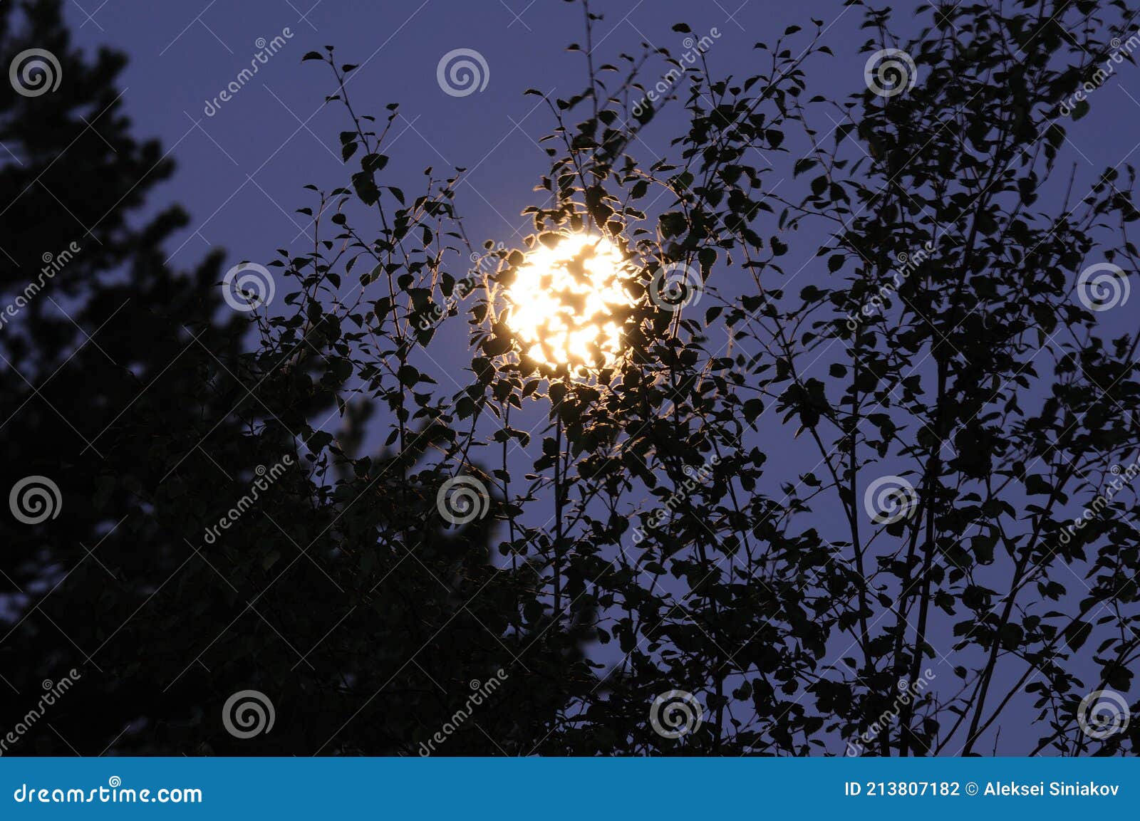 Real Bright Full Moon Behind Some Tree Branches. Background of Bright ...