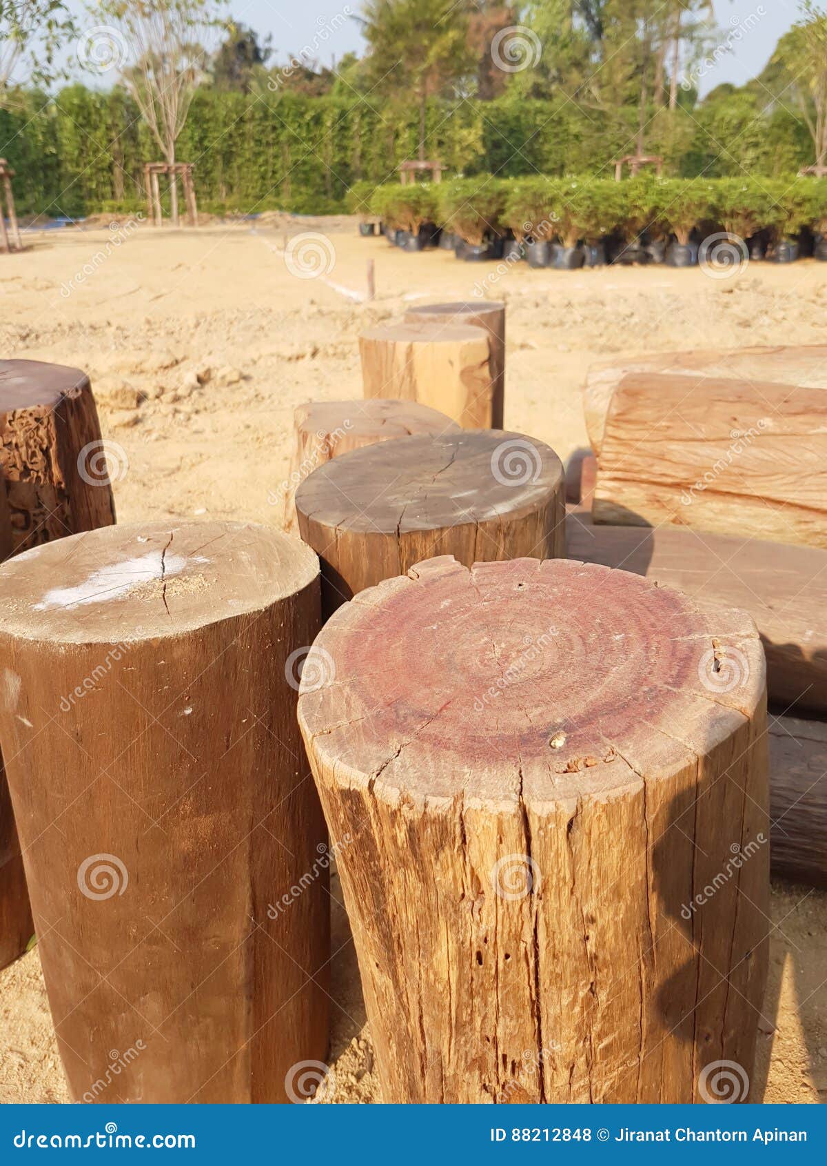 Real Brown Stumps Was Put on the Garden`s Sand Stock Photo - Image of ...
