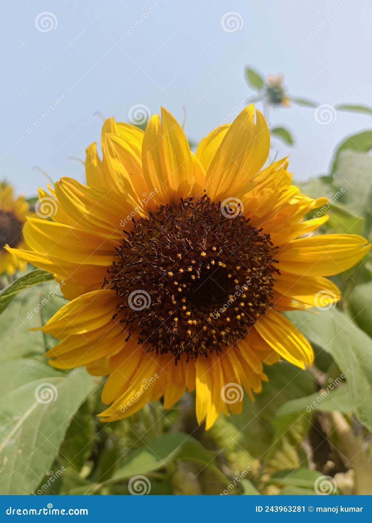 Real capture sunflower hd stock image. Image of nature - 243963281