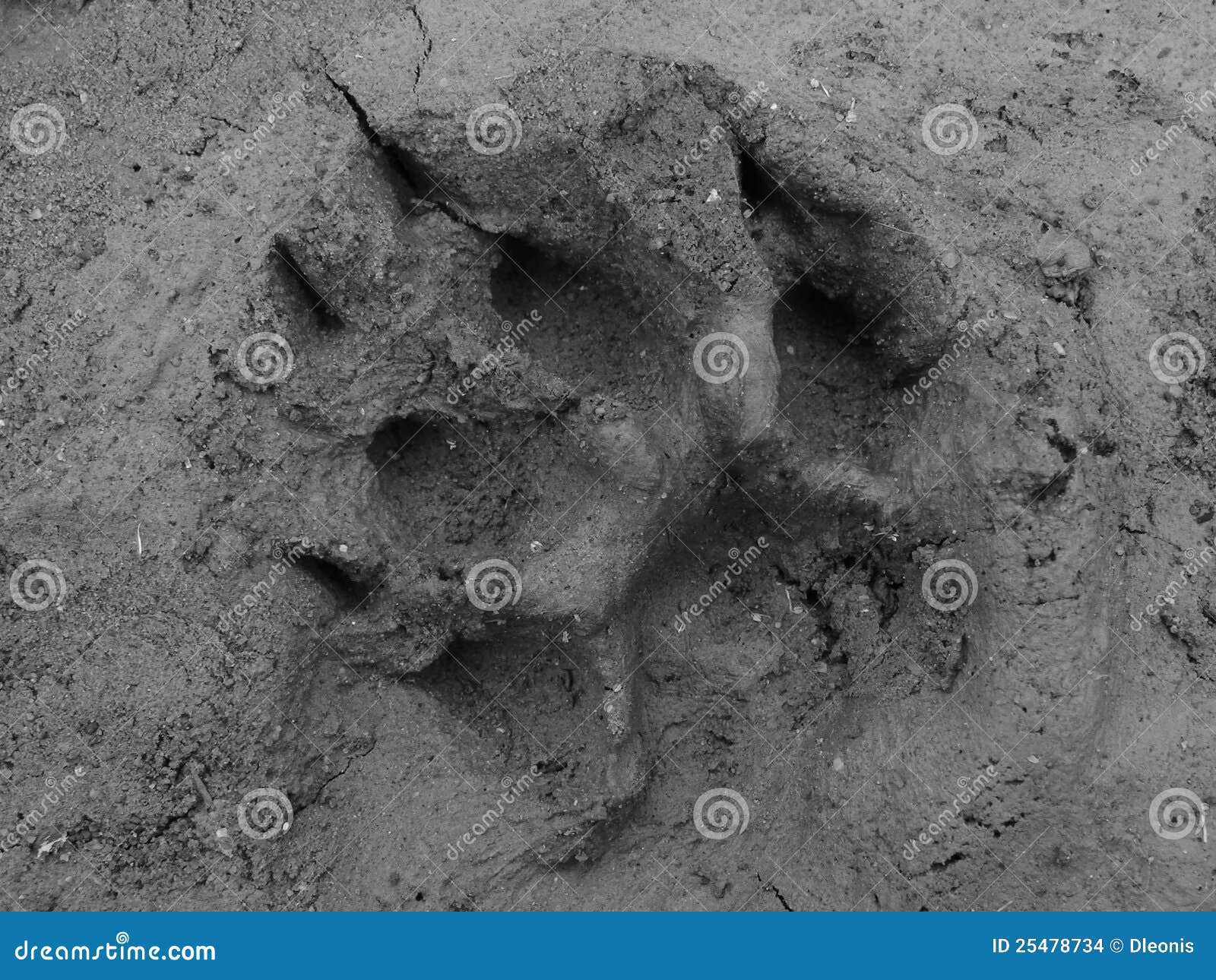 Real cat footprint stock photo. Image of clay, pattern - 25478734