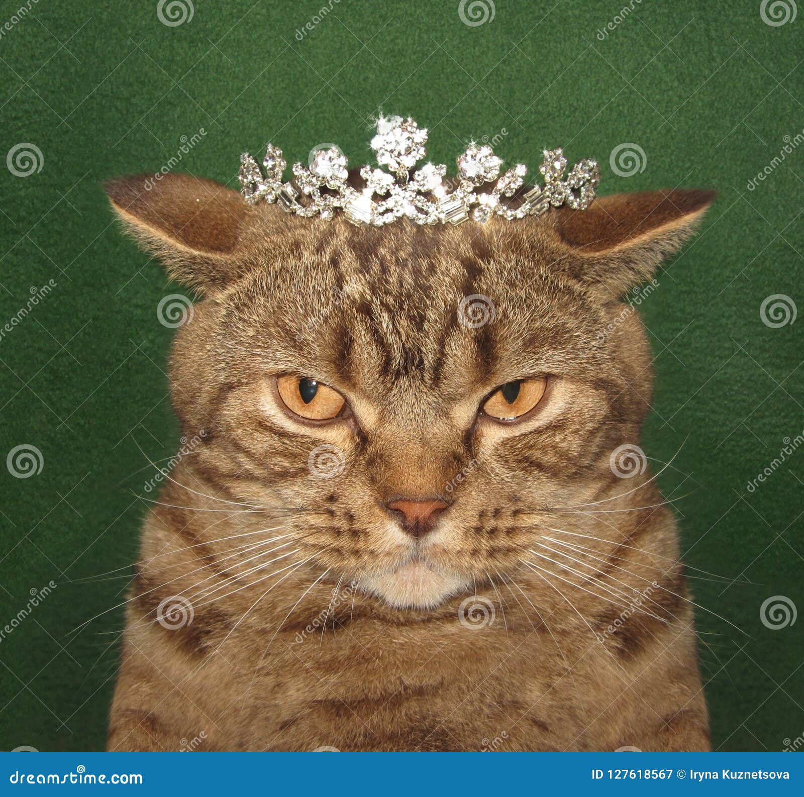 The real cat king. stock image. Image of crown, look - 127618567