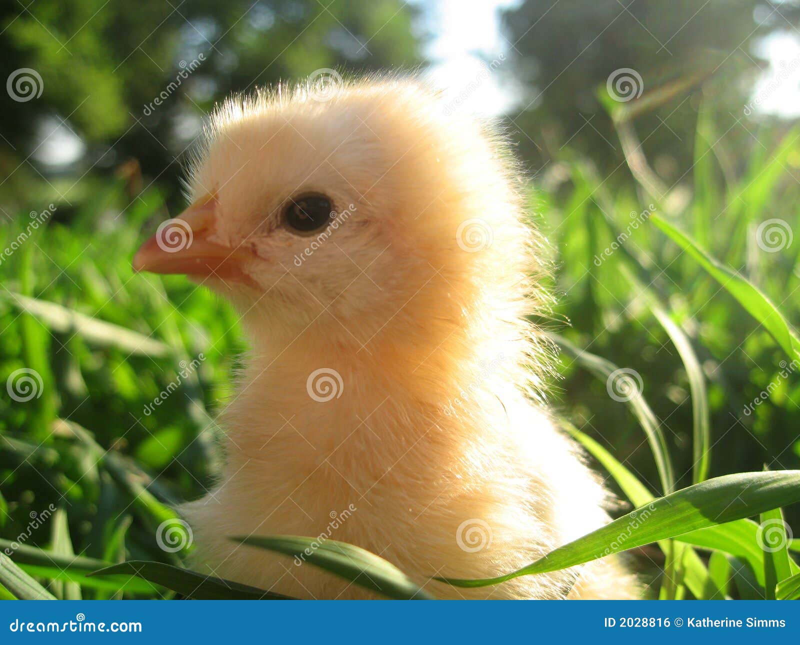 Real Chick at Easter stock photo. Image of baby, live - 2028816