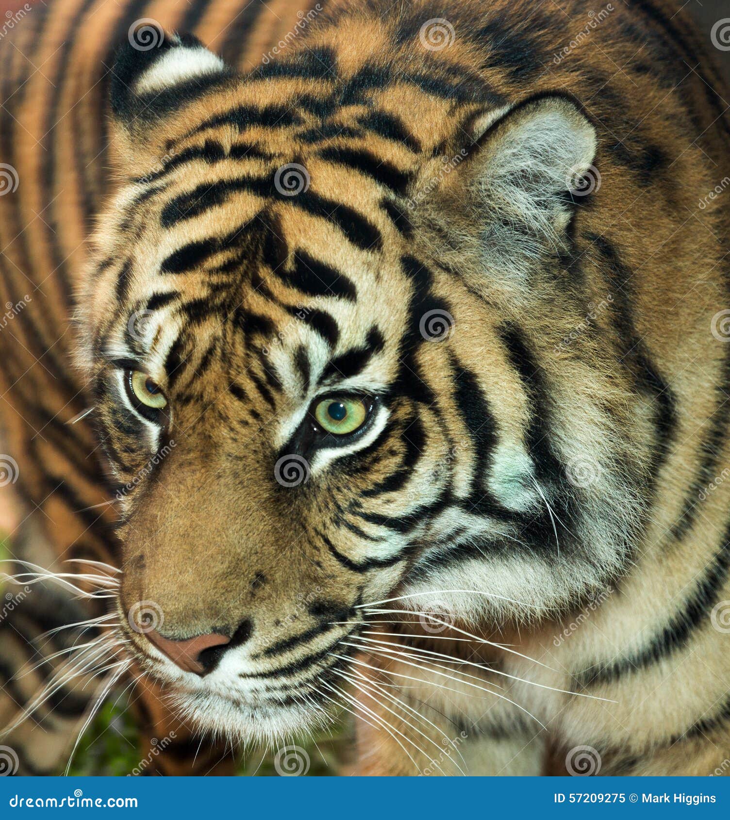 Real close tiger stock image. Image of stealth, cats - 57209275