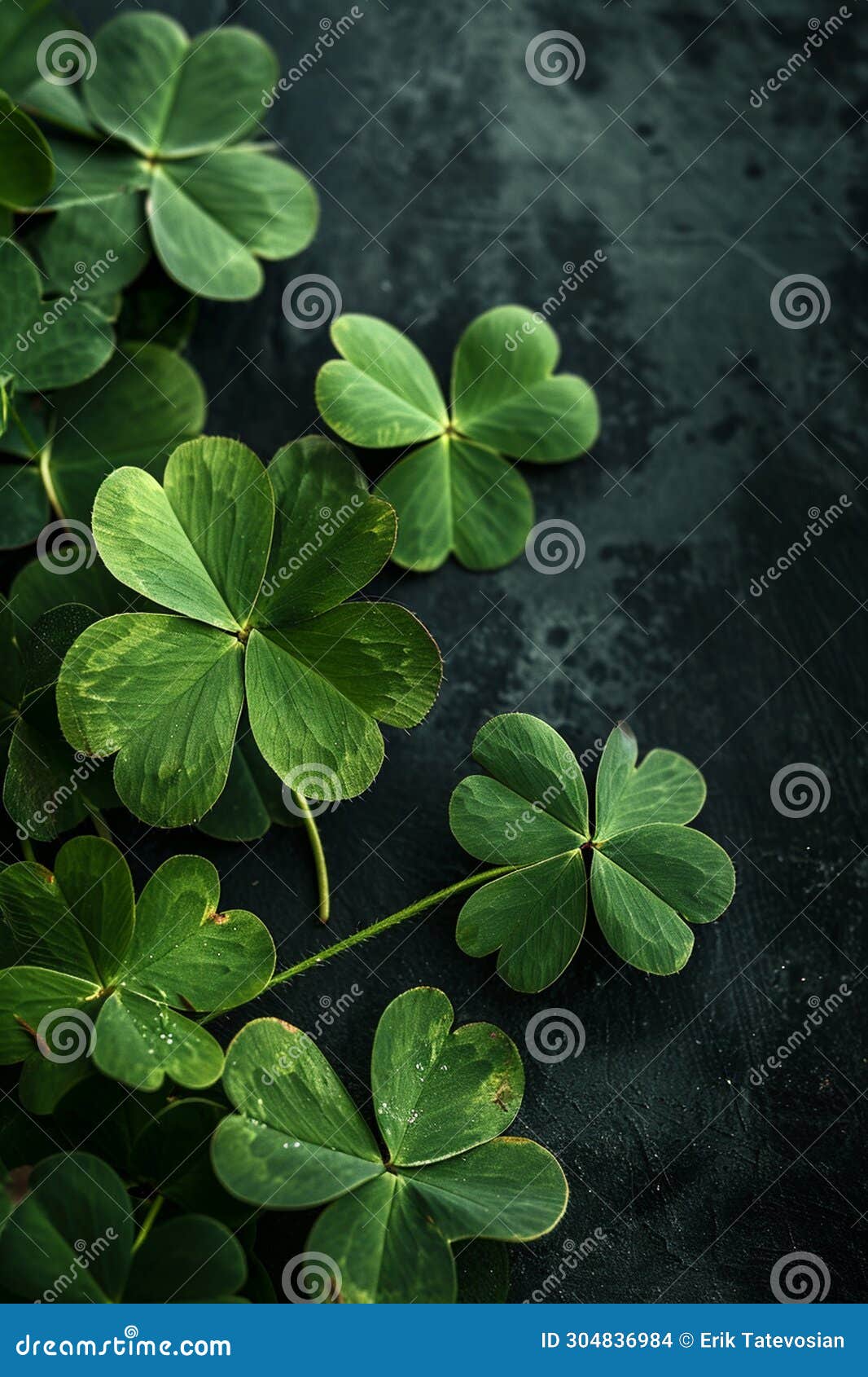 Real Clover Leaves for St. Patrick S Day. Selective Focus Stock Photo ...