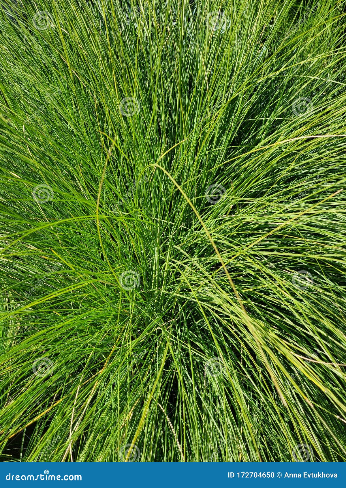 Real Color Green Grass Saver Stock Photo - Image of grass, green: 172704650