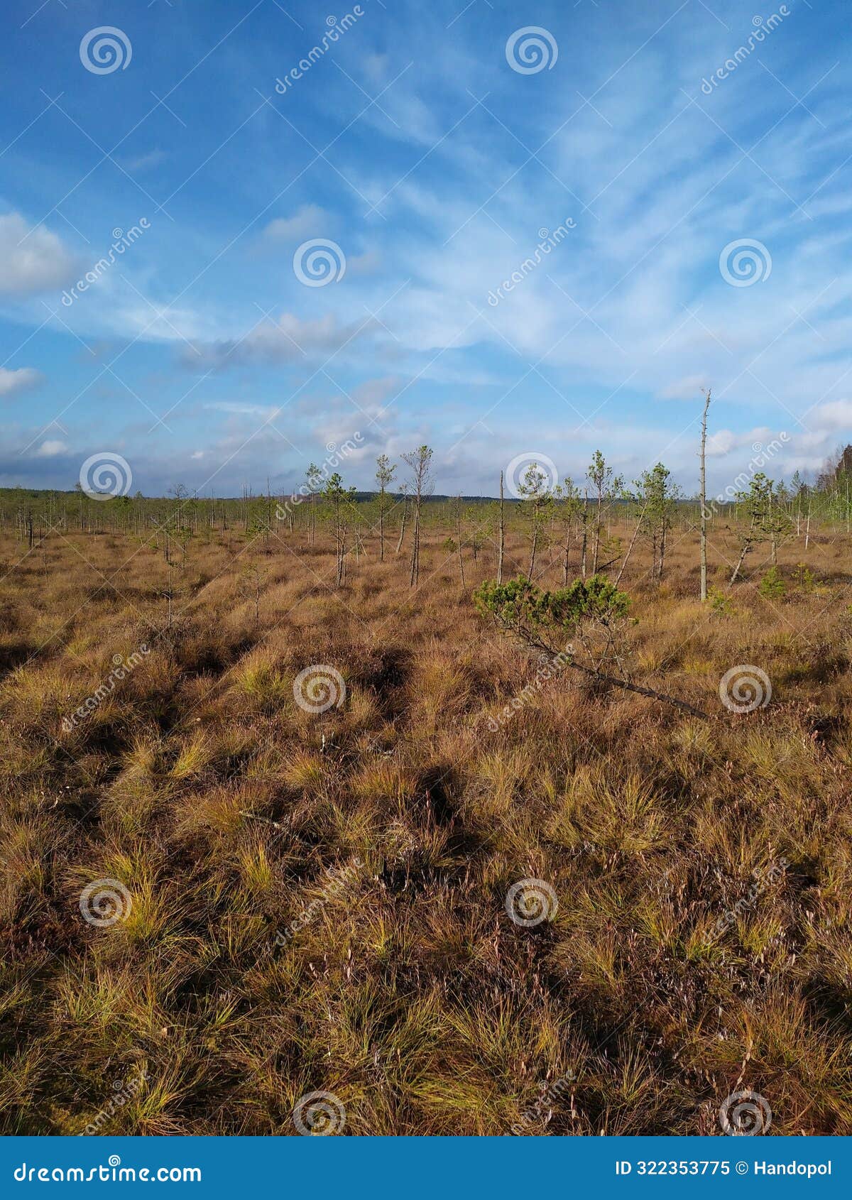 A Real Deep Swamp in Belarus Can Get Bogged Down in the Berezinsky ...