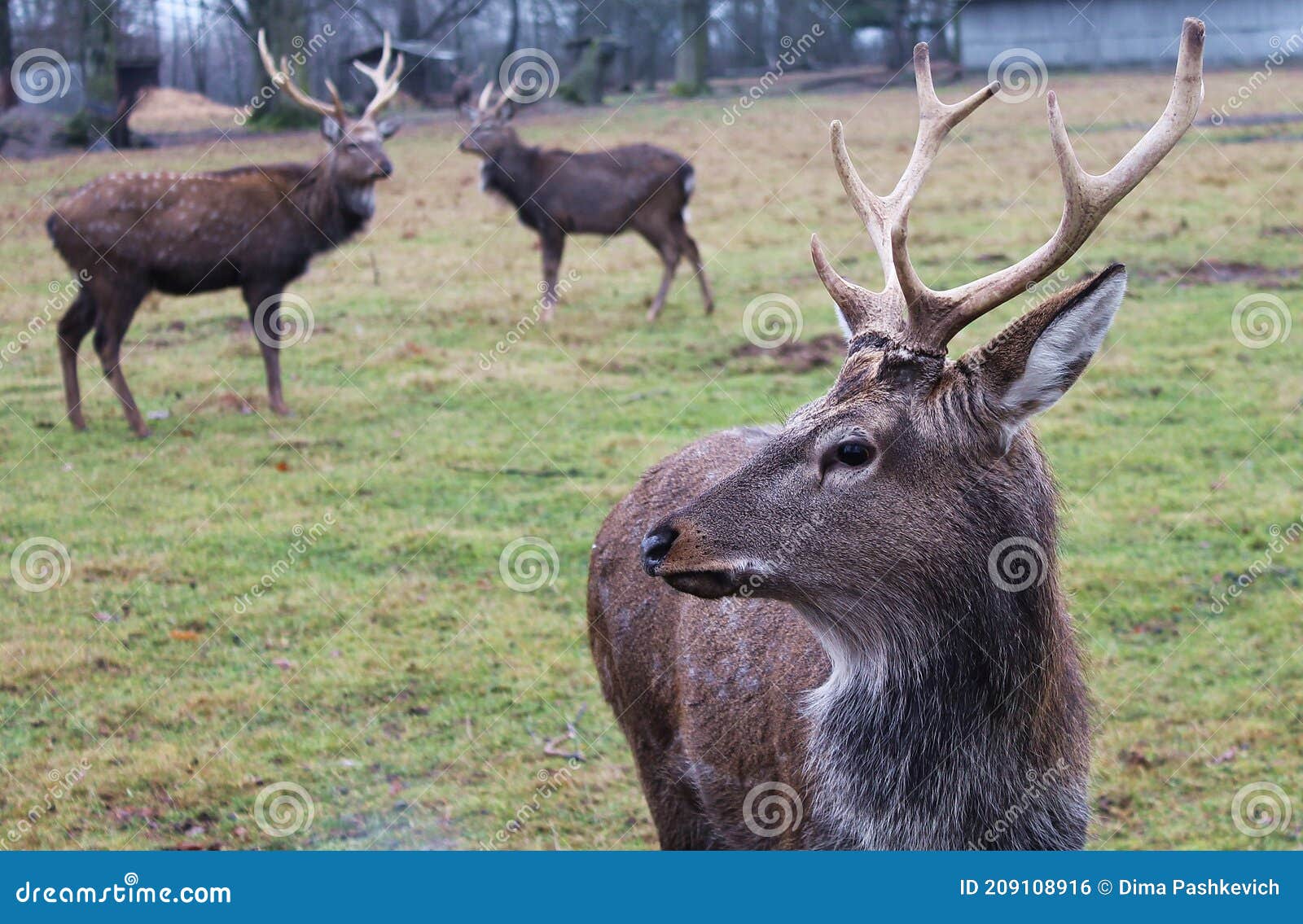 Real Deer with Real Antlers Stock Photo - Image of real, nobility ...